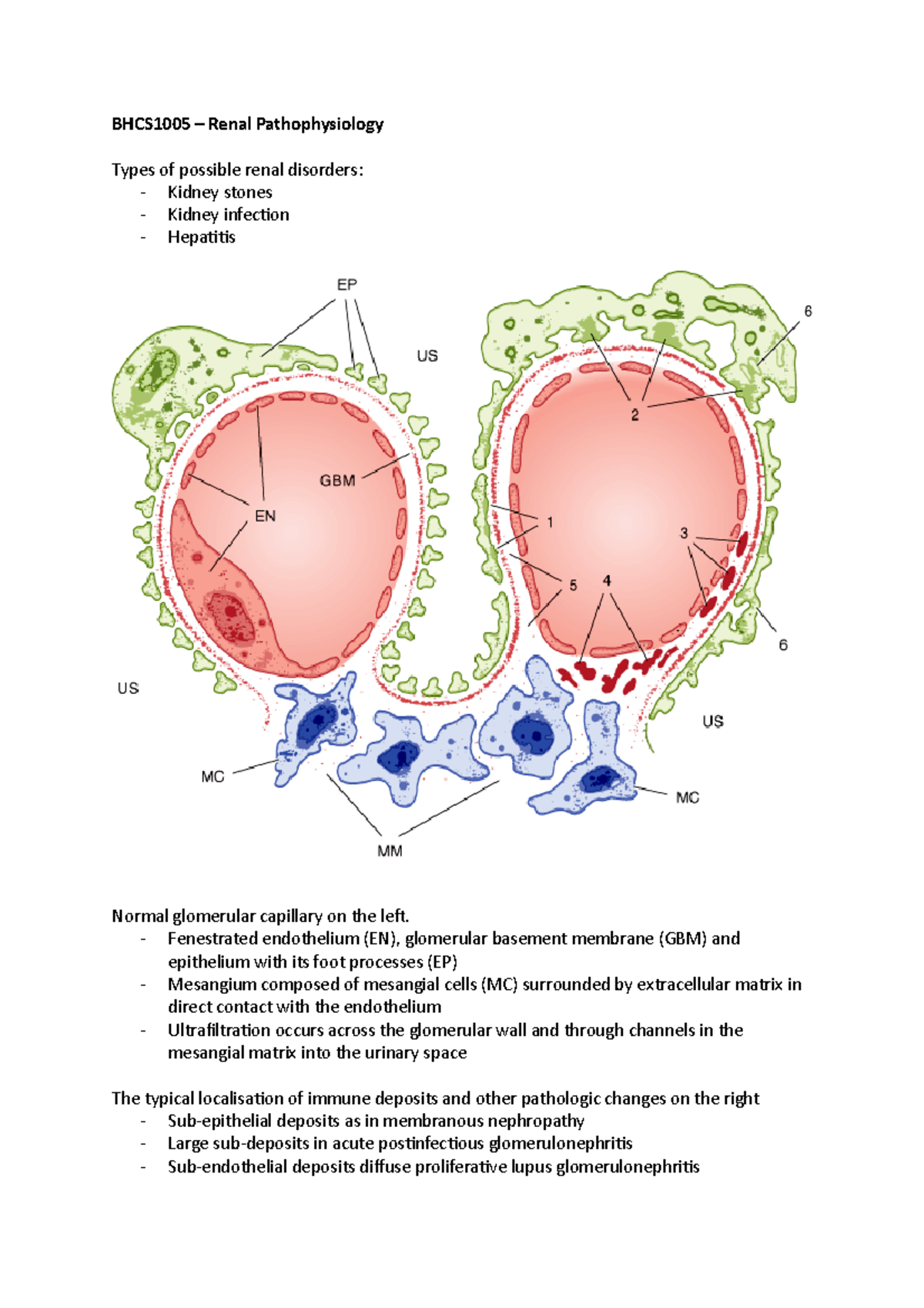 Renal pathophyisiology notes - BHCS1005 – Renal Pathophysiology Types ...