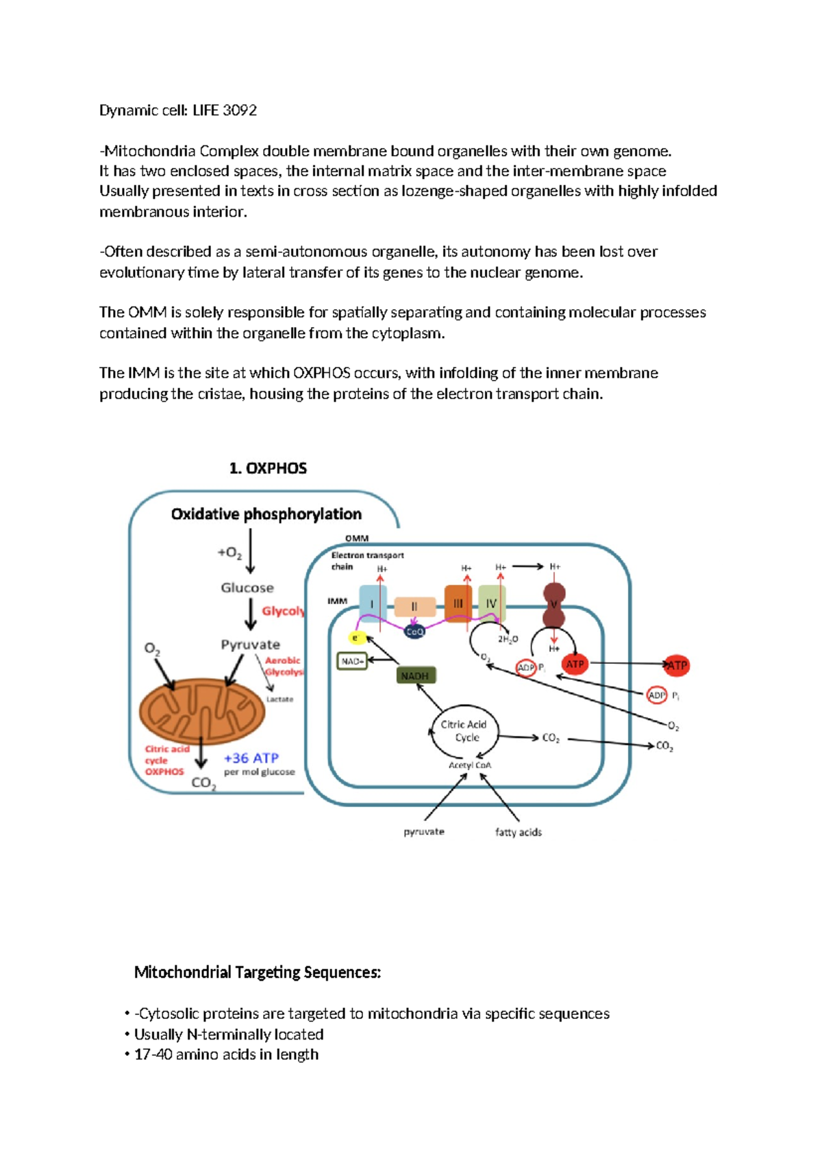 Mito part 3 - Lecture notes on mitochondira, including diagram and ...