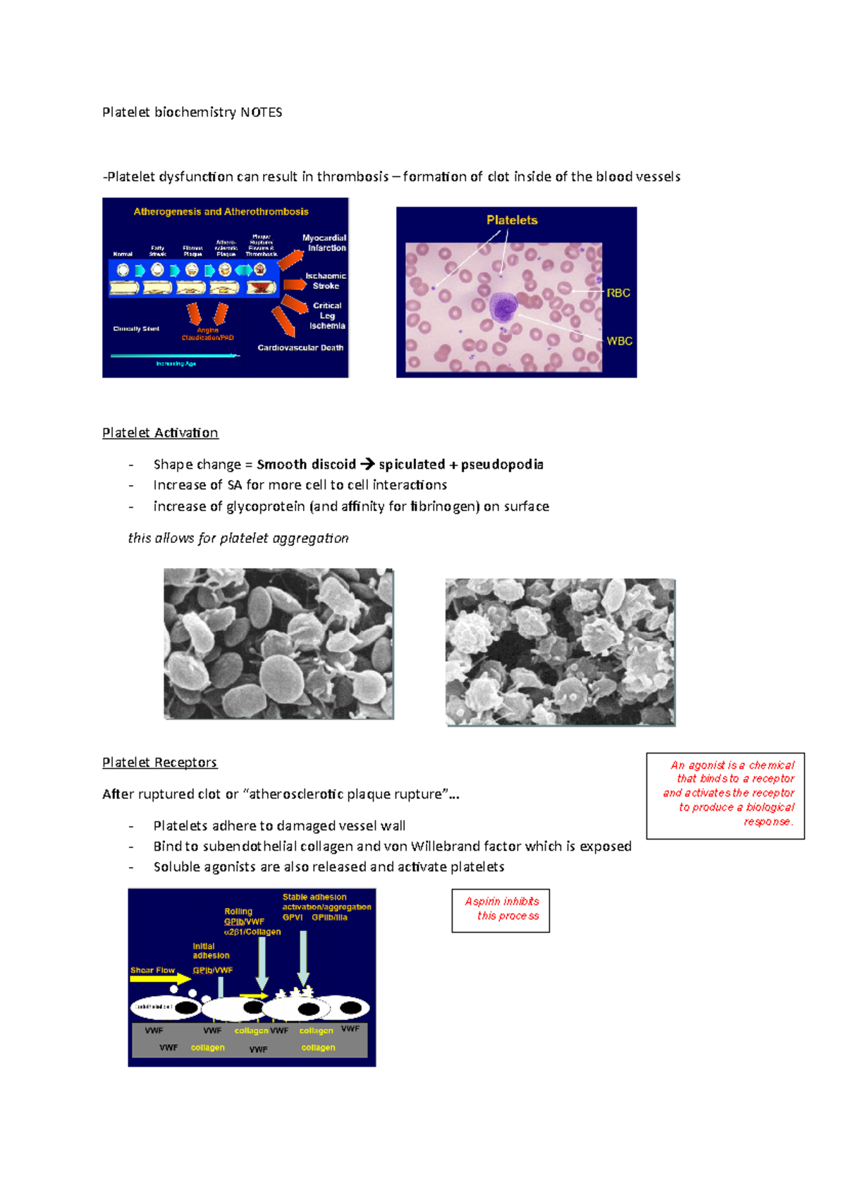 Platelet biochemistry Notes - Platelet biochemistry NOTES -Platelet ...