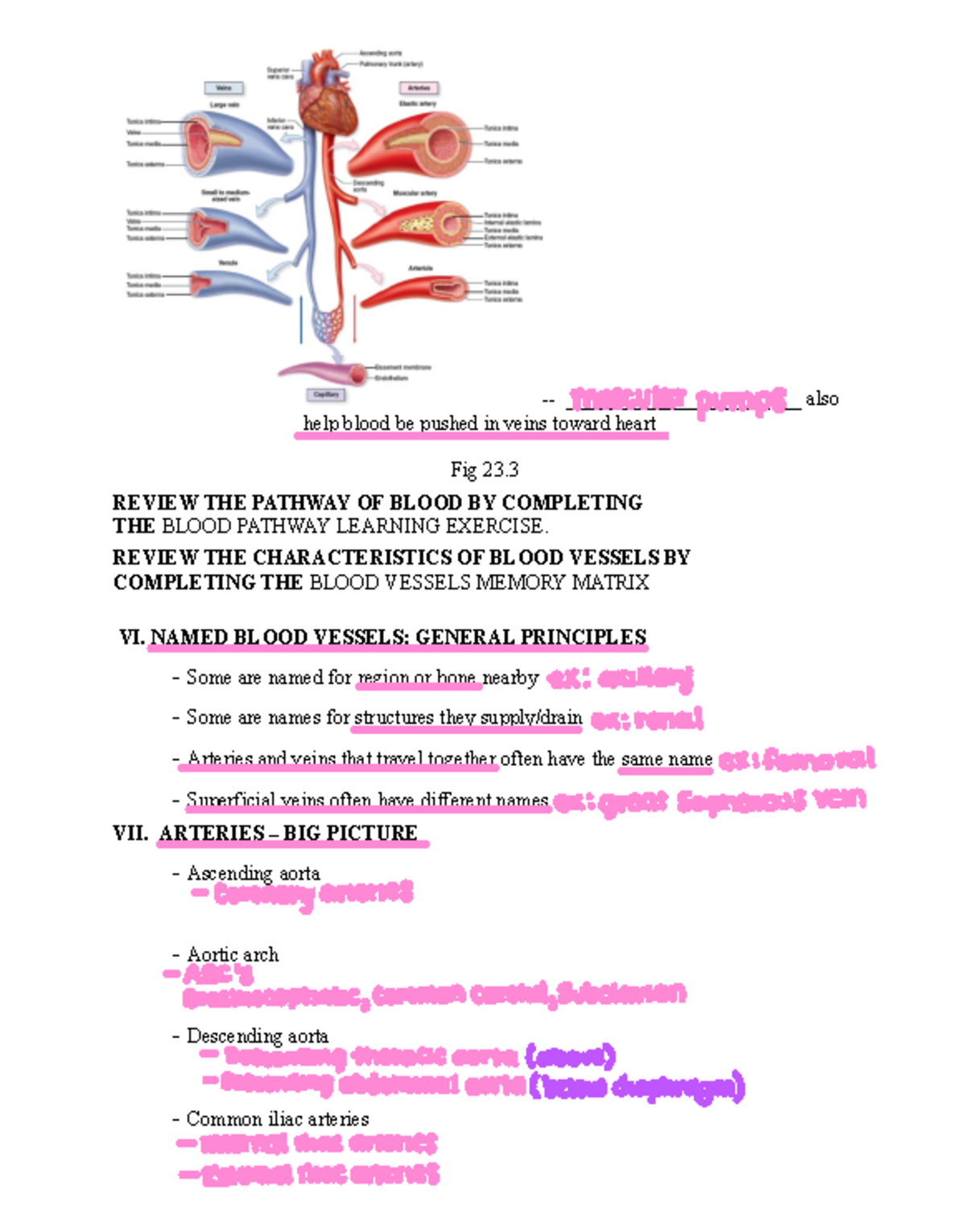 Named Blood Vessels - Annotated Lecture Notes - Deprecated API usage ...