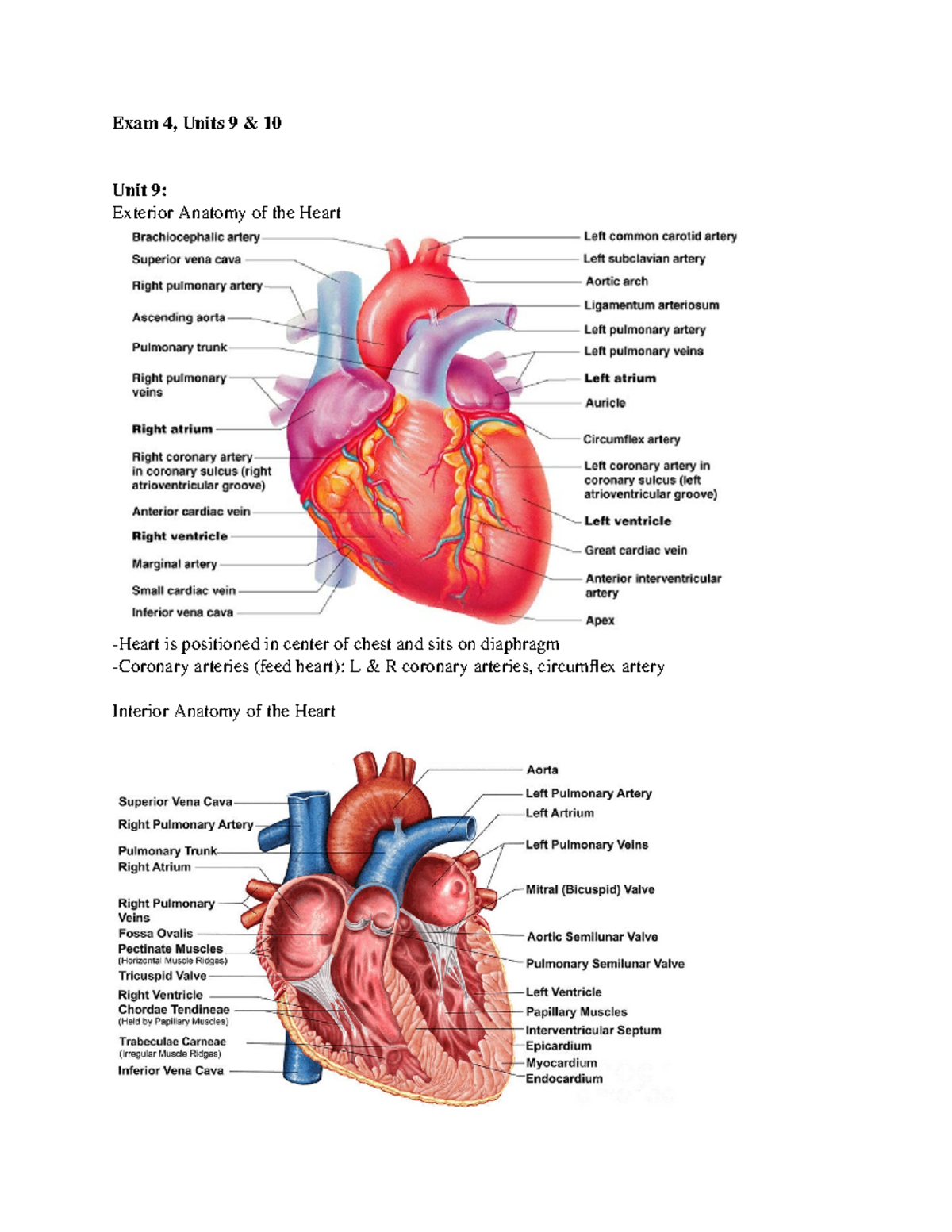 Unit 9 - Exam 4, Units 9 & 10 Unit 9: Exterior Anatomy of the Heart ...