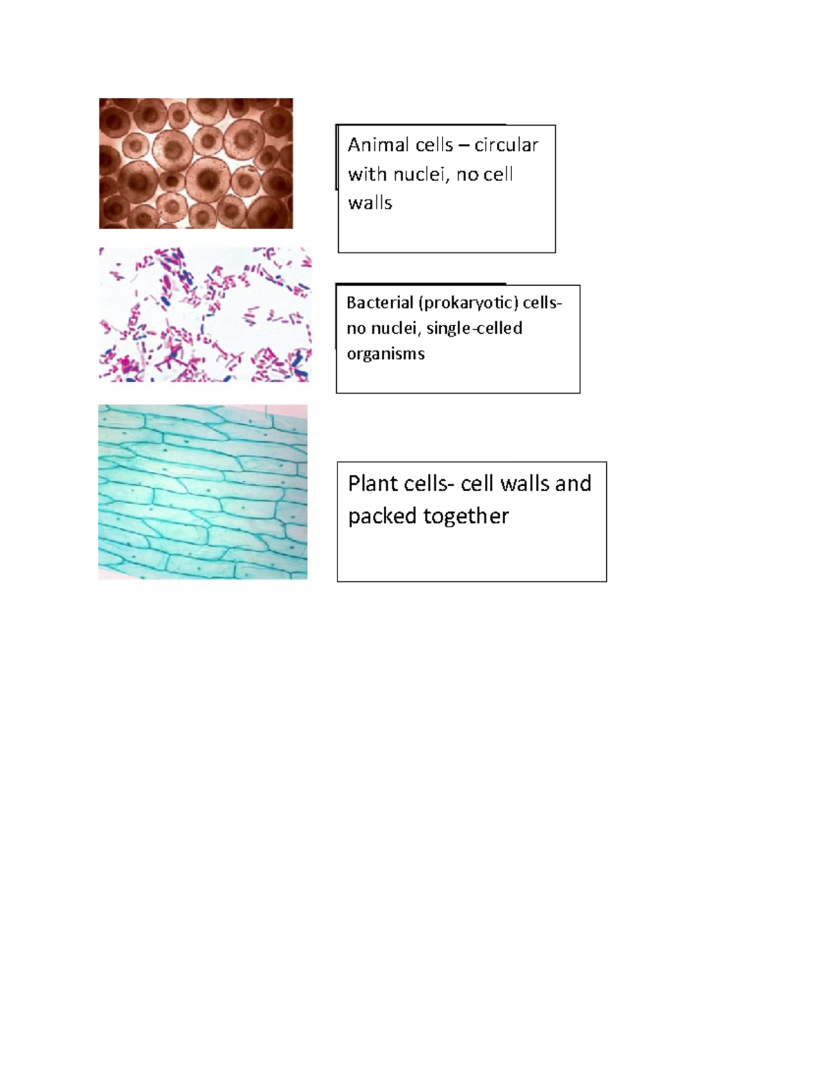 Cell structure hw - Homework - BIOL 331 - UofL - Studocu