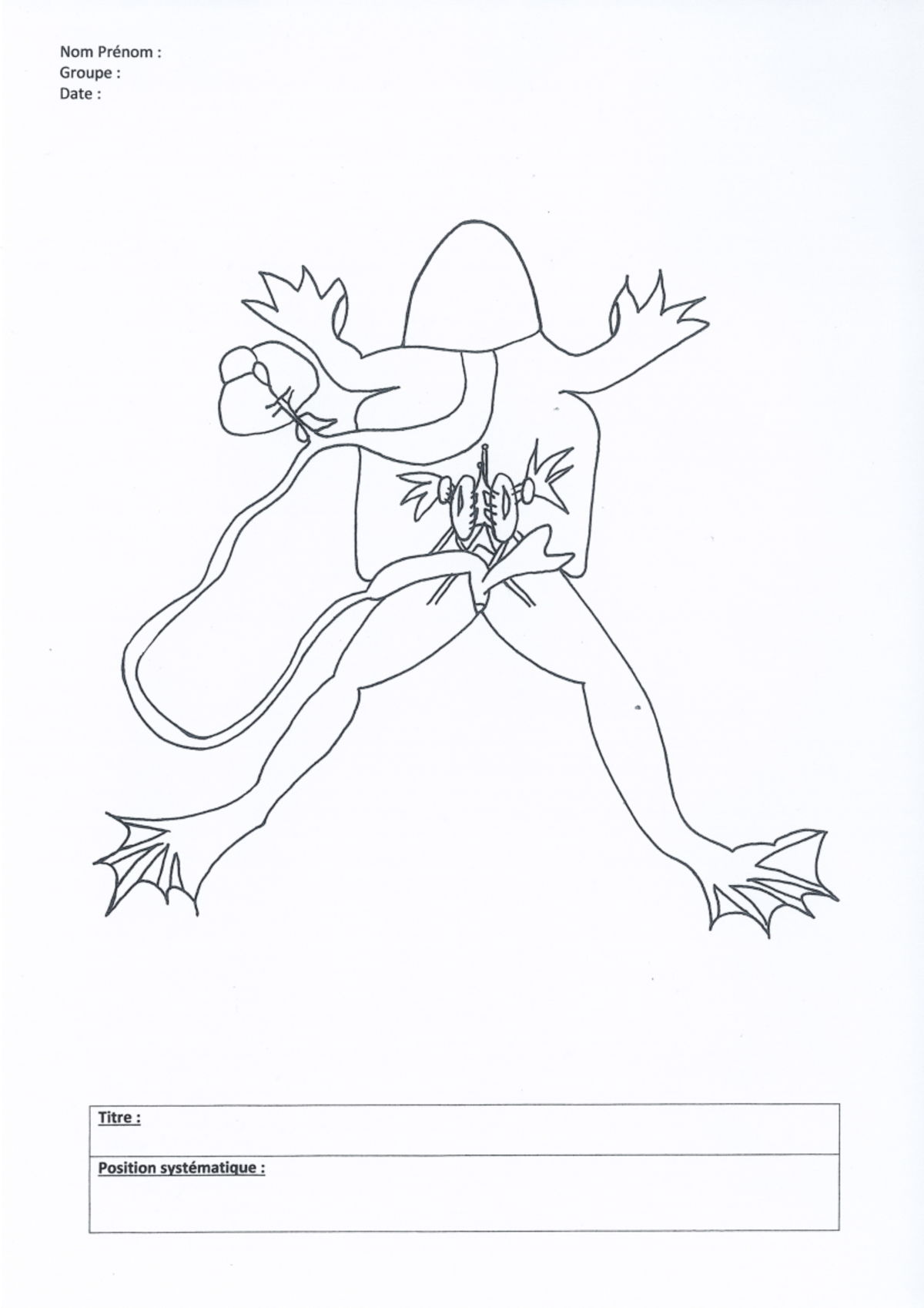 Dessin Grenouille copie - Biologie des Organismes - Studocu