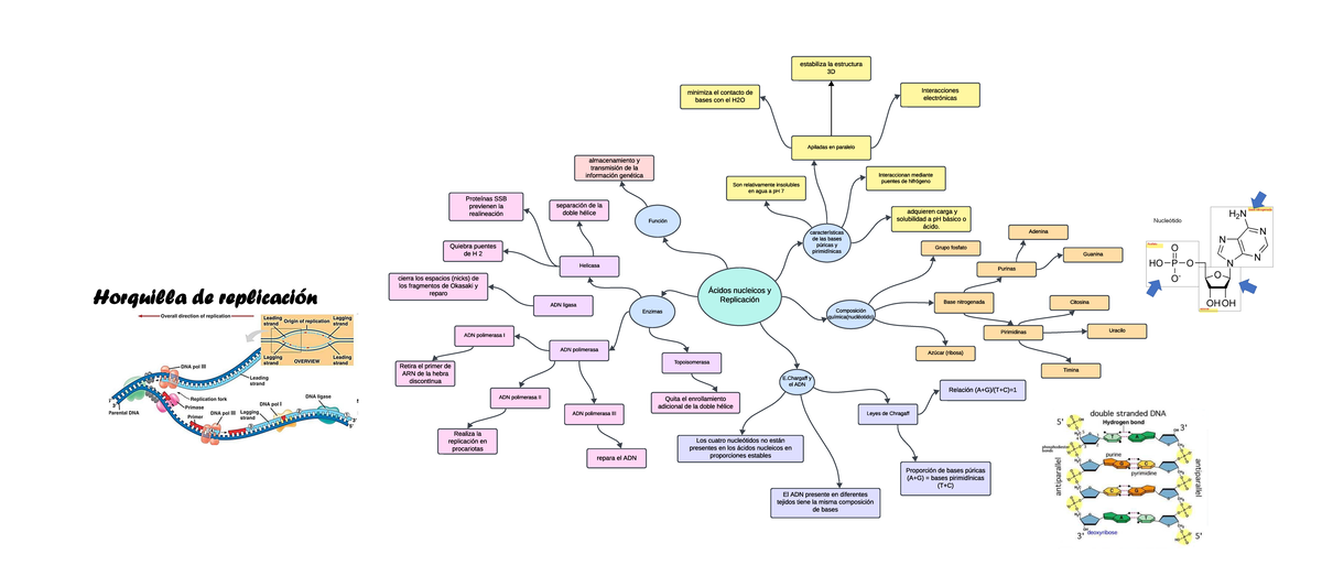 MAPA Mental-SEM 11 - Transcripción y replicación del ADN - Ácidos nucleicos y Replicación - Studocu