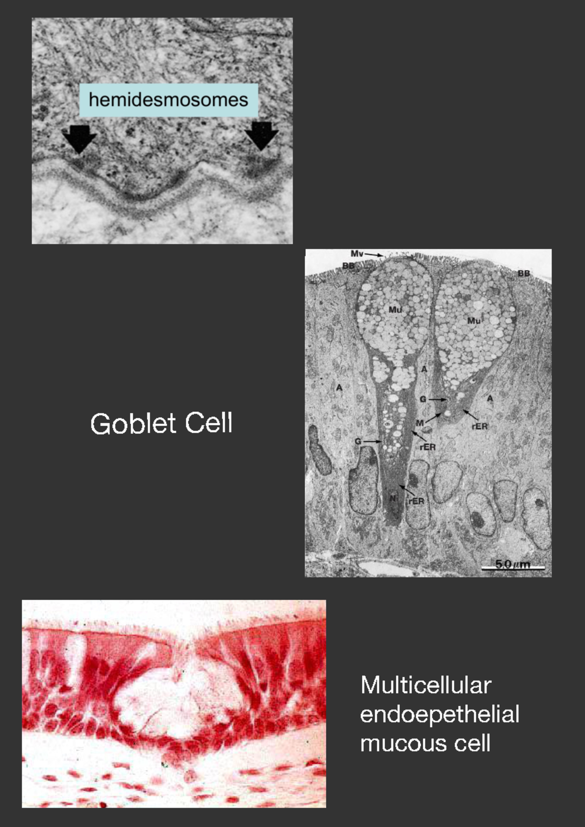Histology Colloquium - Goblet Cell Multicellular endoepethelial mucous ...