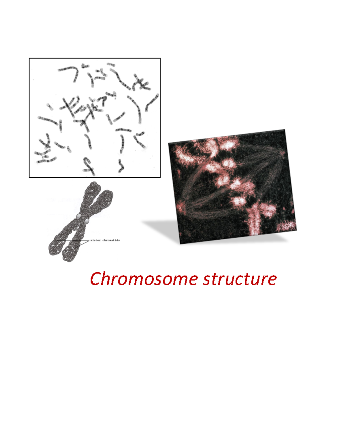 1-17 Chromosome Structure - Chromosome structure GSA core concept: This ...