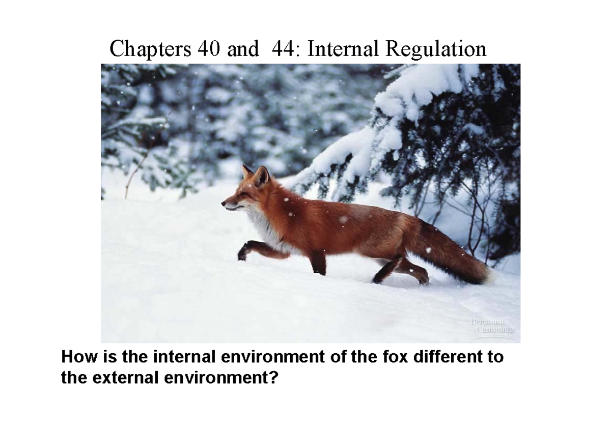 LECTURE 7 Regulation of the internal environment - Chapters 40 and 44 ...