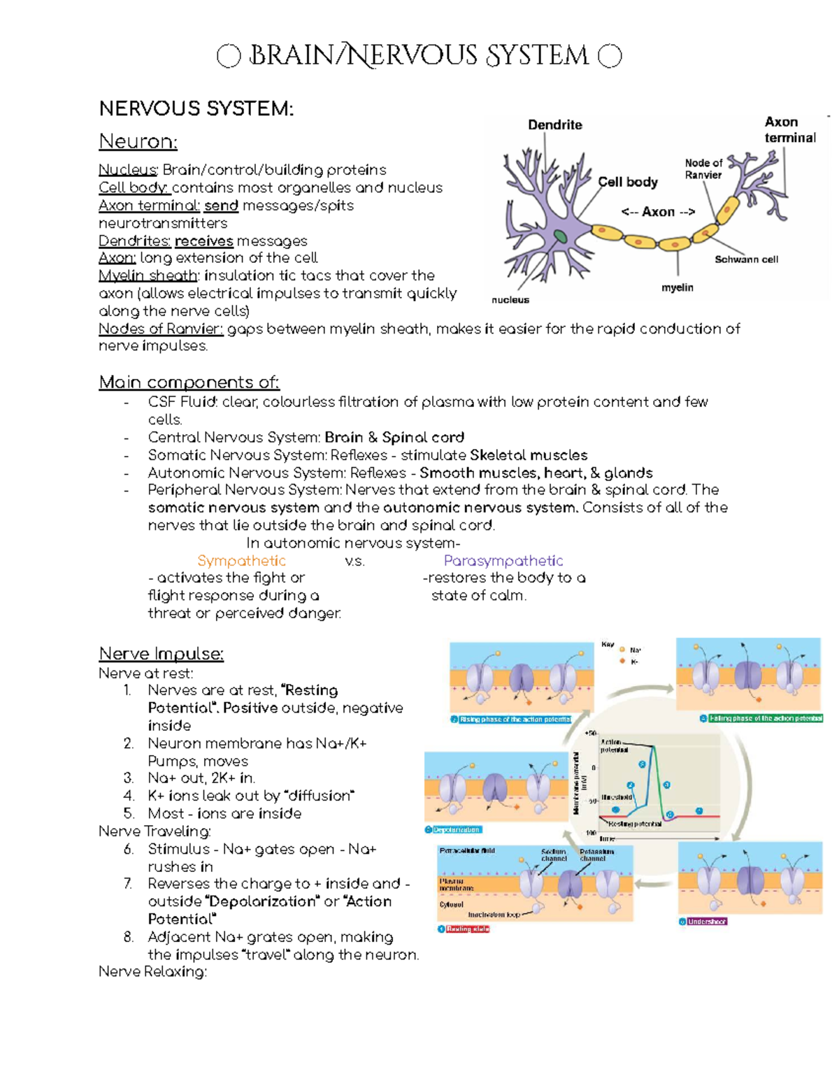 Anatomy Brain Nervous System Study Guide - Brain/Nervous System NERVOUS ...