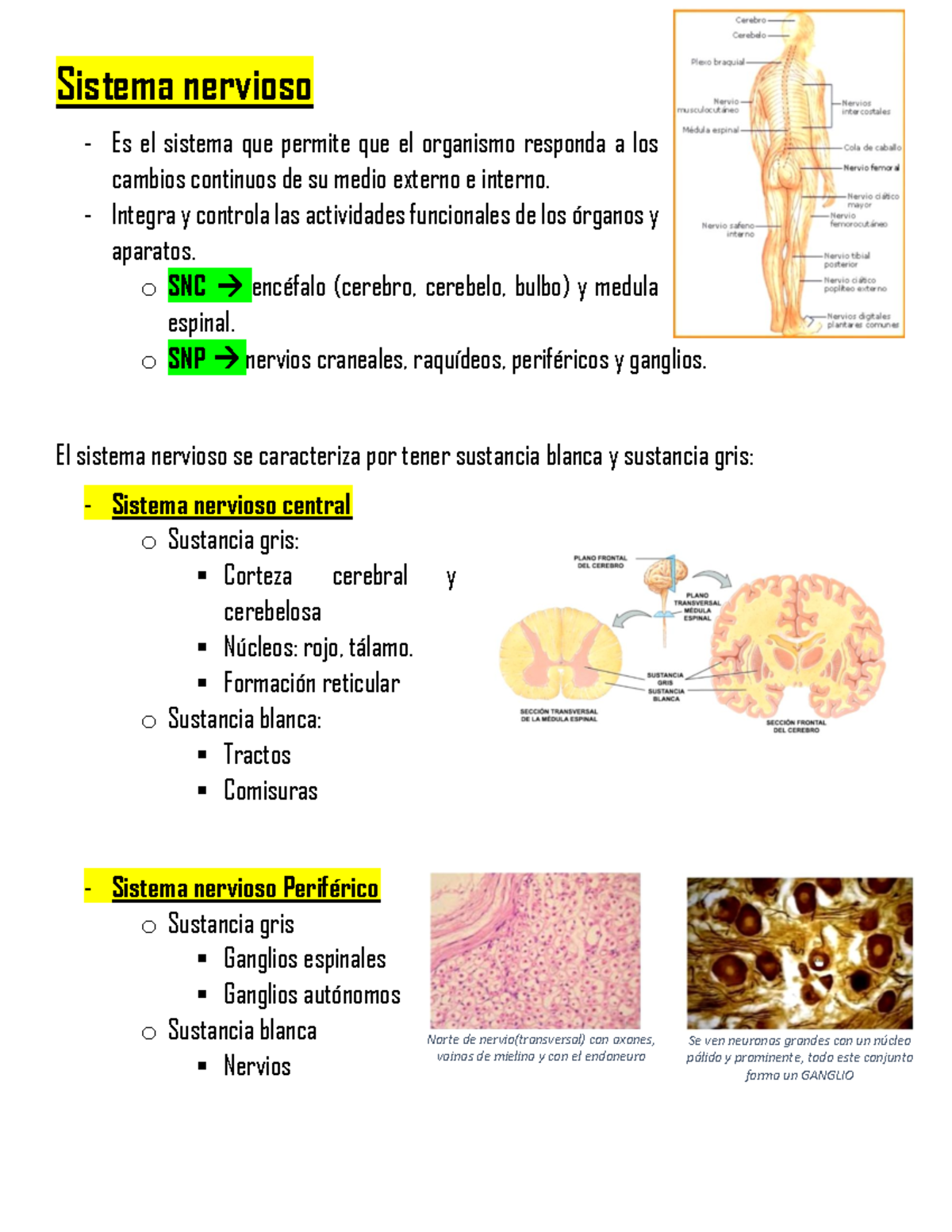 Sistema nervioso 3 - Warning: TT: undefined function: 32 Sistema nervioso Es el sistema que ...