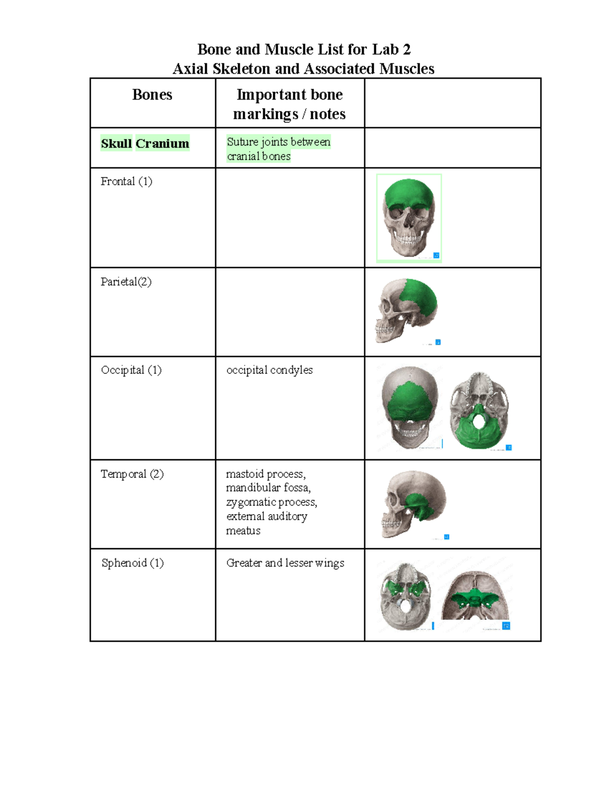 Bone and muscle list- 8-14-21 - Bone and Muscle List for Lab 2 Axial ...