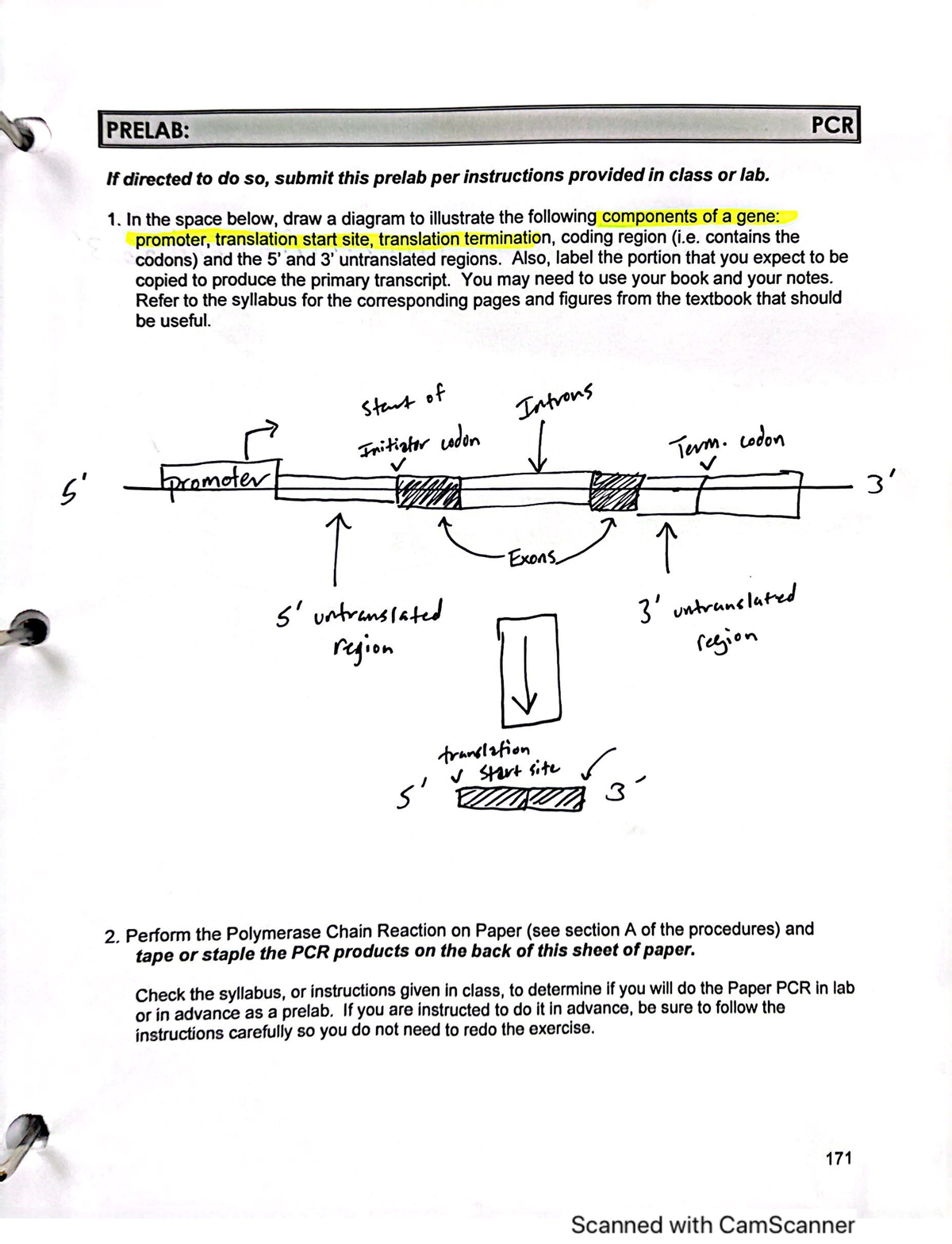 Polymerase Chain Reaction On Paper - BIOL 201 - Studocu