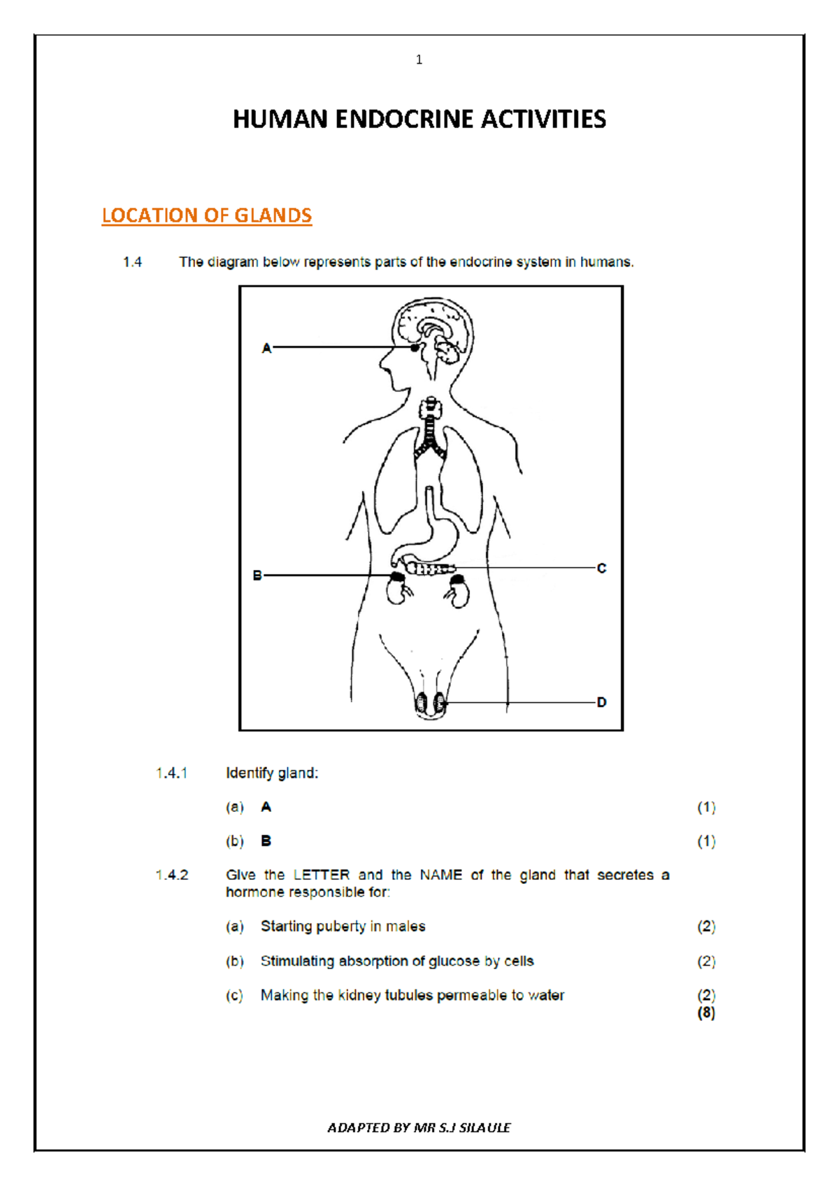 Endocrine Glands Activities - HUMAN ENDOCRINE ACTIVITIES LOCATION OF ...