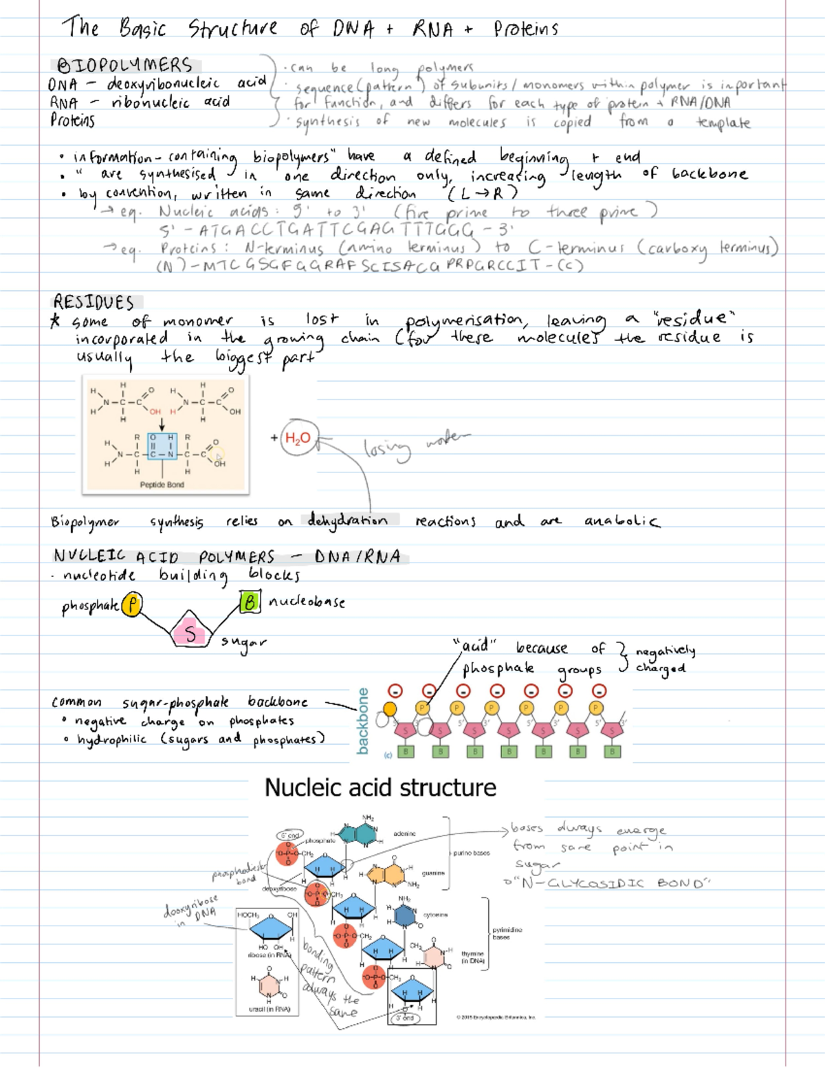 3A Basic Structure of DNA + RNA + Proteins - Biol1007 - Studocu