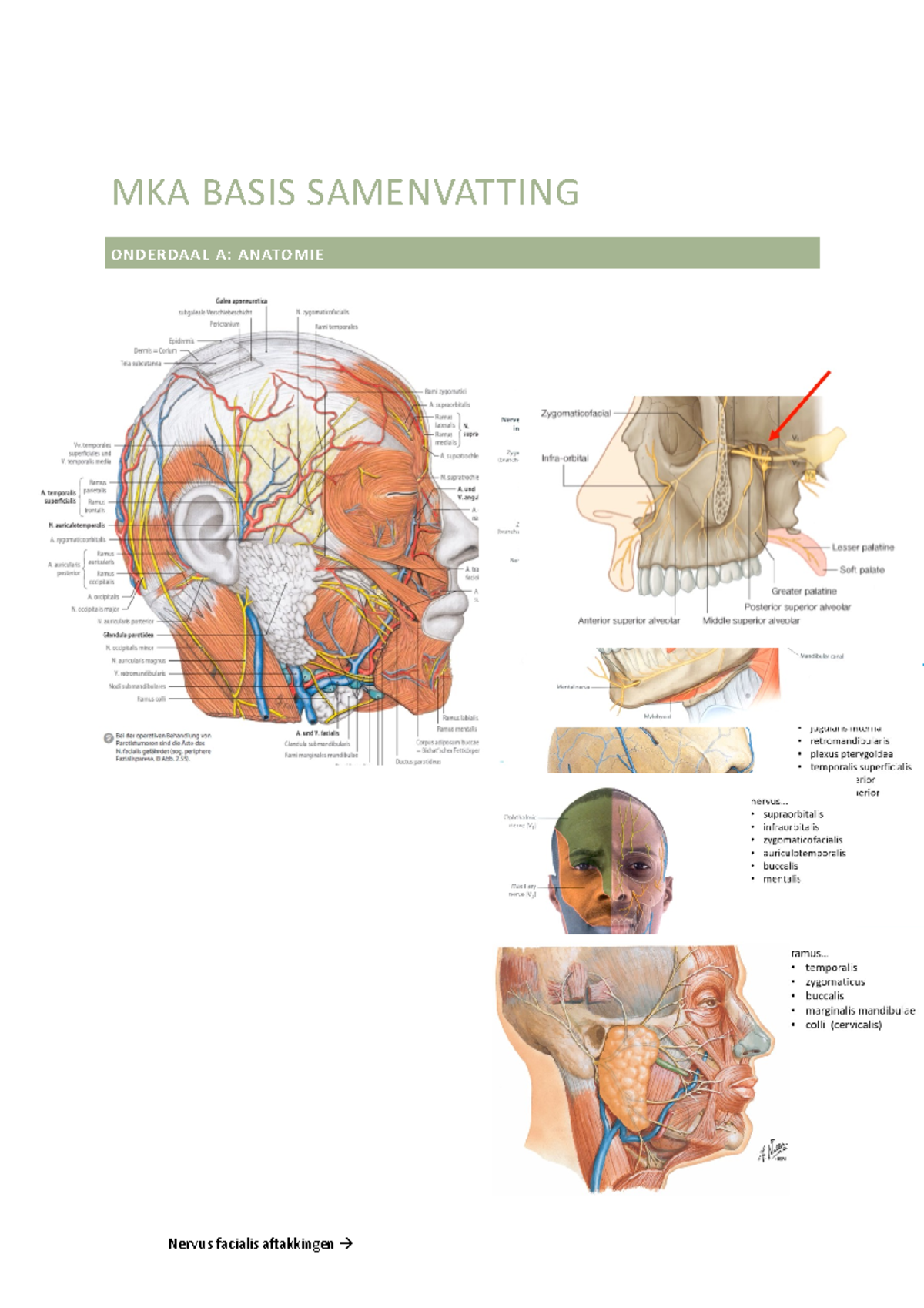 MKA basis samenvatting - MKA BASIS SAMENVATTING ONDERDAAL A: ANATOMIE ...