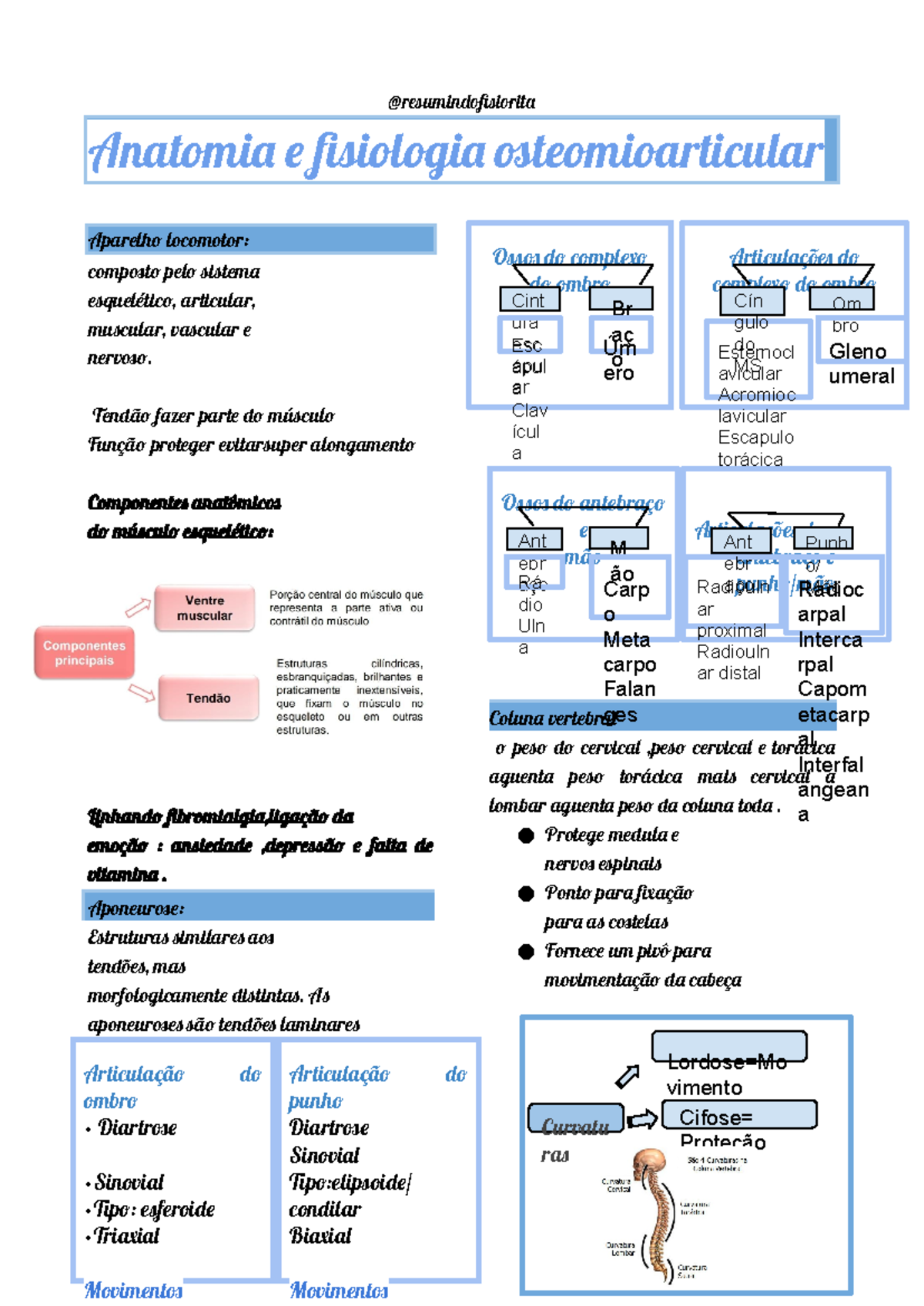 Anatomia e fisiologia osteomioarticular - Articulação do ombro ...