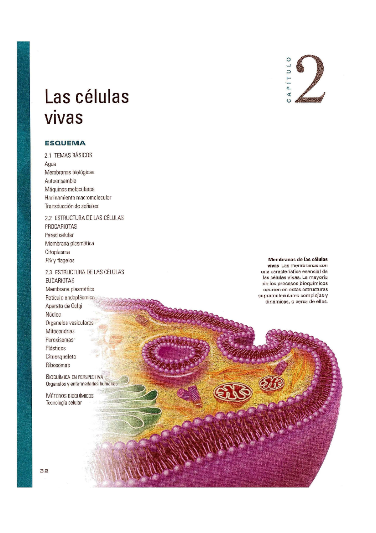 Celula - Las células vivas ESQUEMA 2 TEMAS BÁSICOS Agua Membranas ...