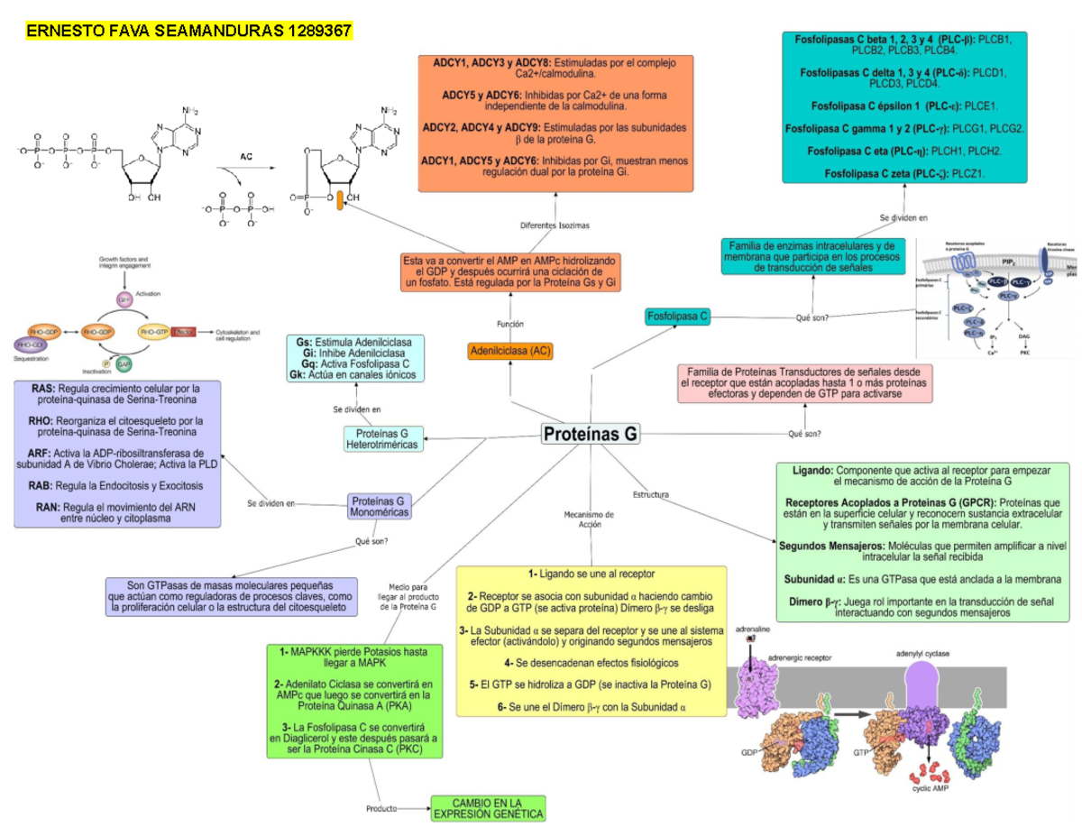 Mapa Mental Prot. G - Bioquímica - ERNESTO FAVA SEAMANDURAS - Studocu