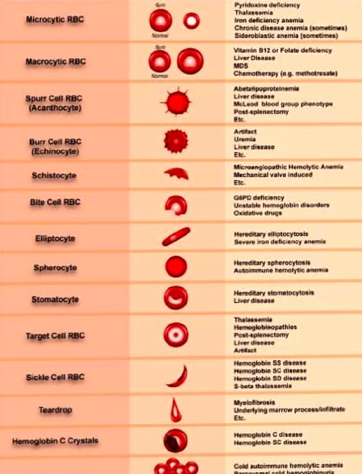 Abnormalities of rbc cell - Pyridoxine deficiency Thalassemia iron ...