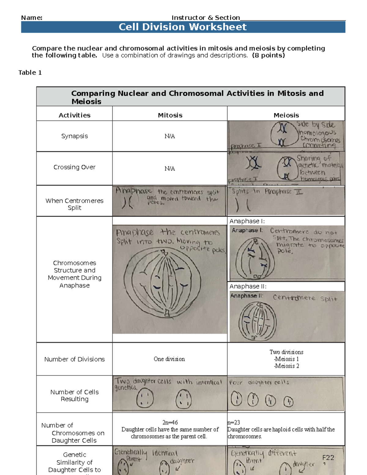 F22 Cell Division Lab Worksheet - Compare the nuclear and chromosomal ...