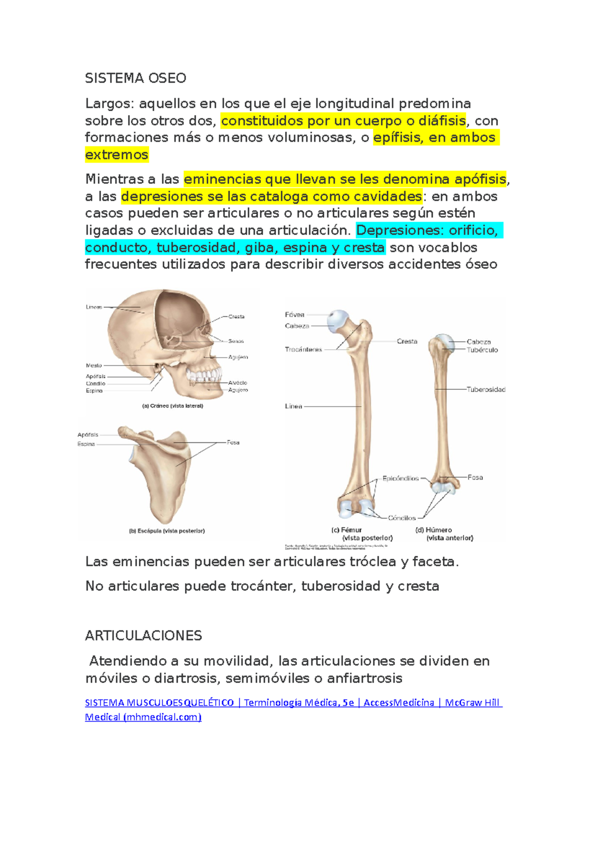 Repaso Anatomia Primer Semestre - SISTEMA OSEO Largos: aquellos en los ...