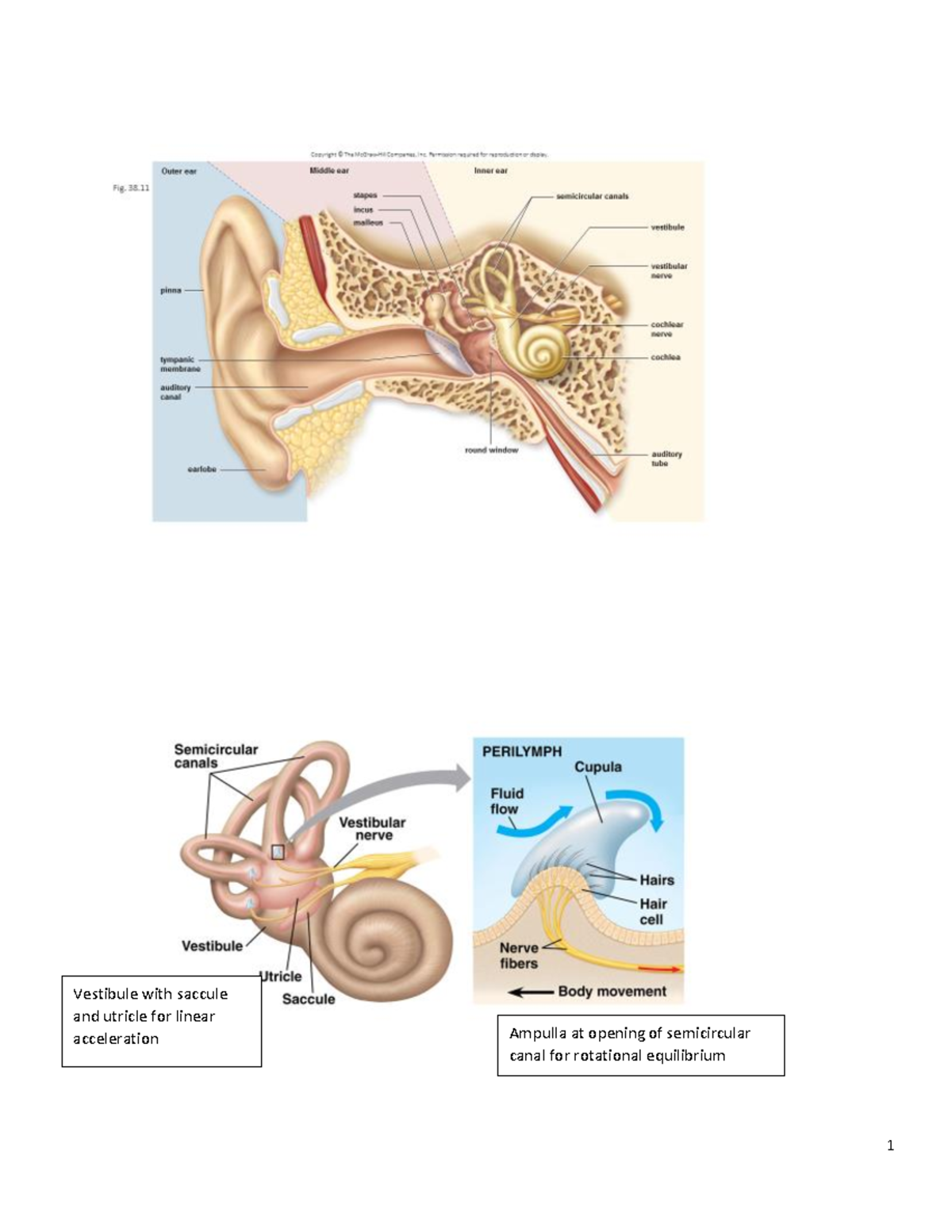 Inner Ear and Eye - Ampulla at opening of semicircular canal for ...