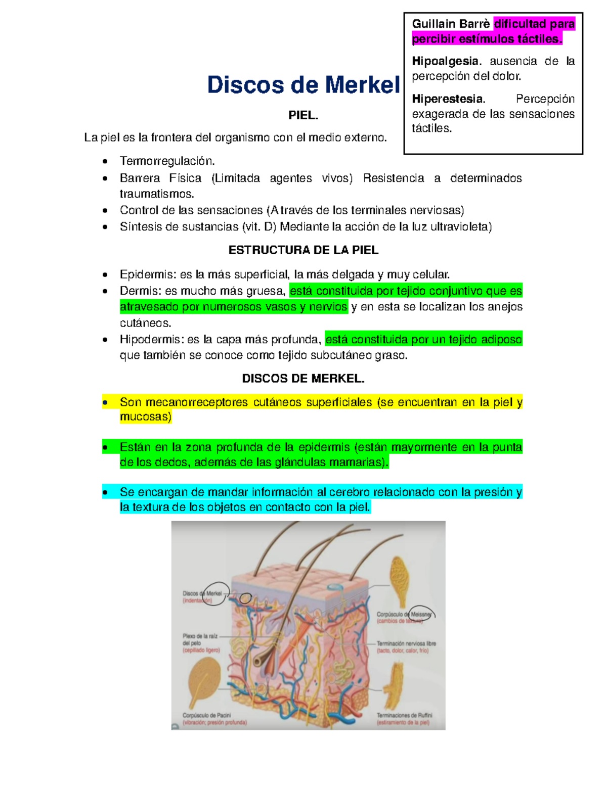 Resumen Corpusculos DE Merkel - Discos de Merkel PIEL. La piel es la ...
