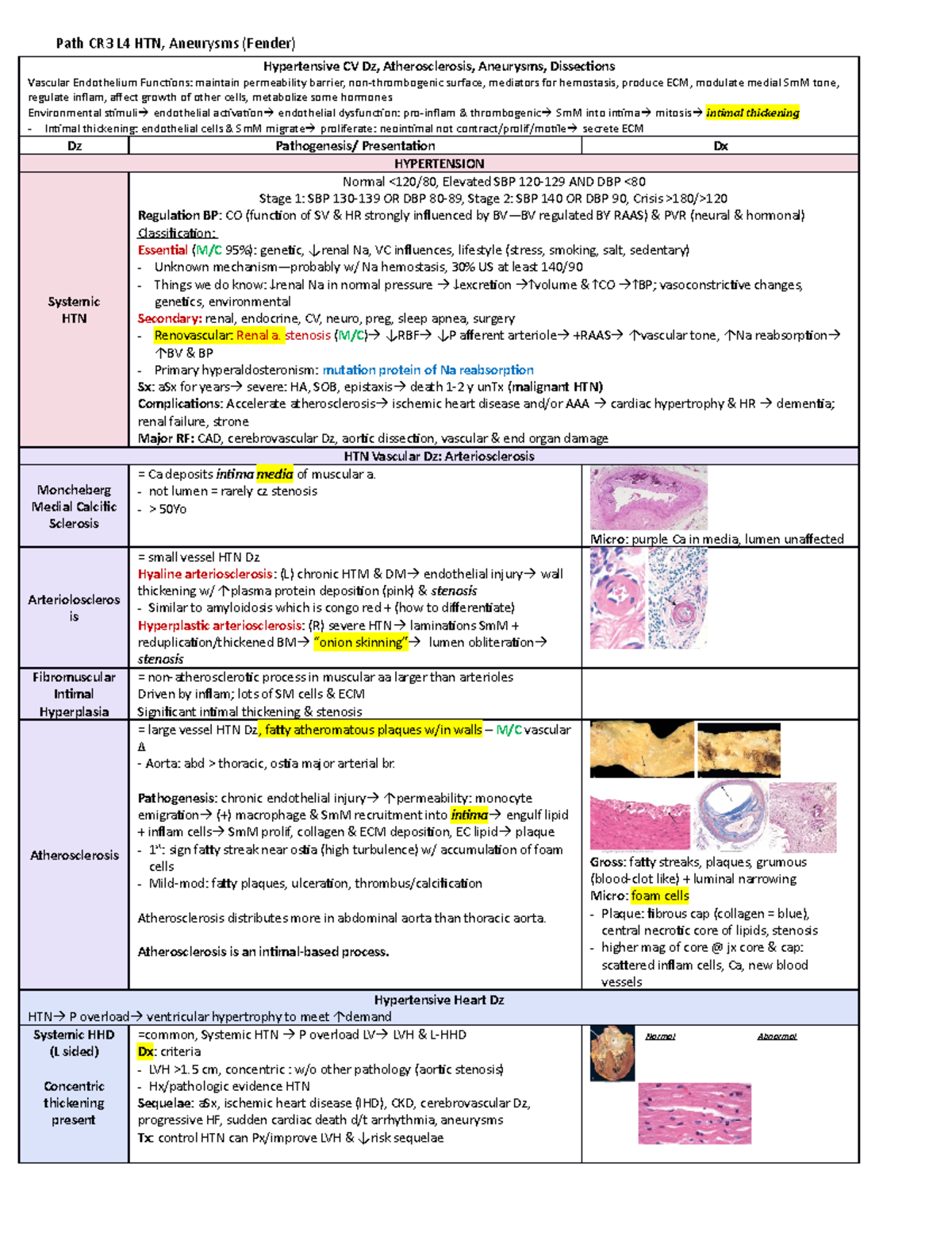 Path CR3 L4 HTN - cardiovascular histology study guide temple 2019 ...