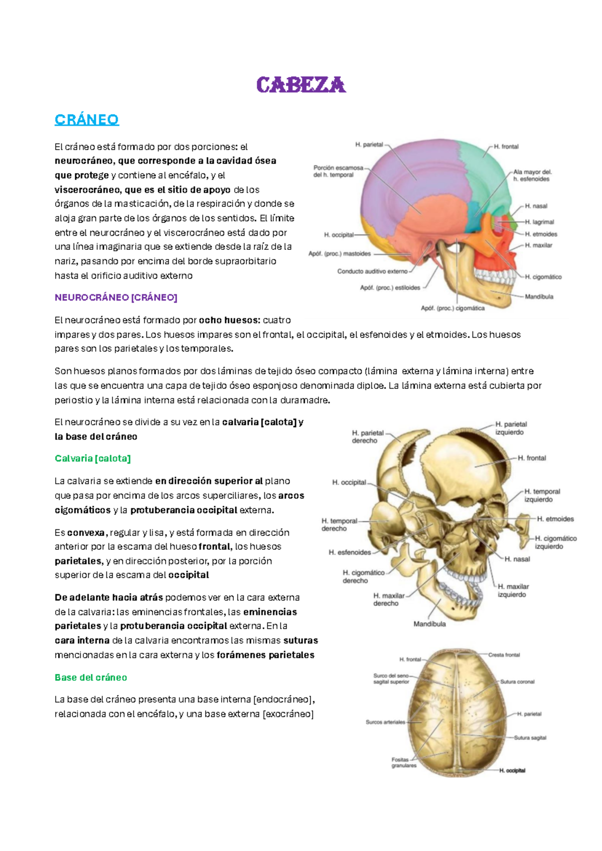 Cabeza resumen - CABEZA CRÁNEO El cráneo está formado por dos porciones ...