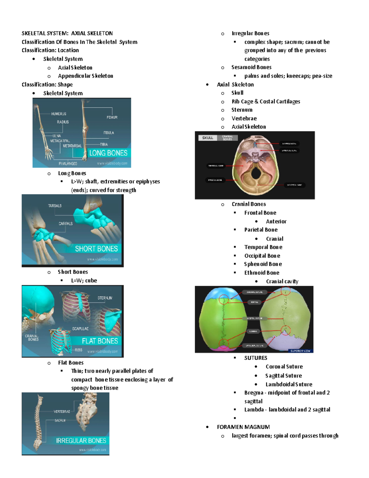 Skeletal System - lab notes - SKELETAL SYSTEM: AXIAL SKELETON ...