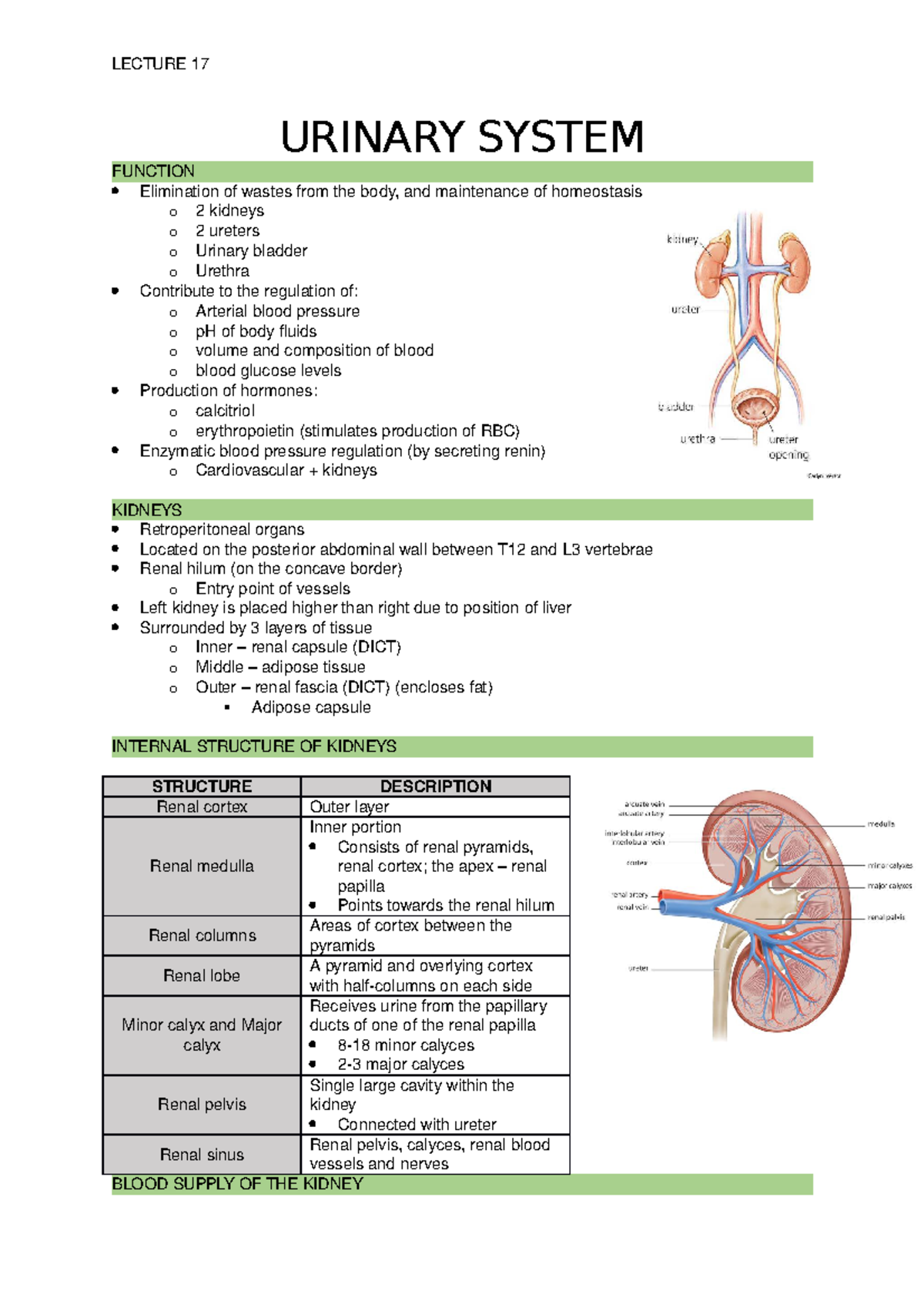 L17 - URINARY SYSTEM - URINARY SYSTEM FUNCTION Elimination of wastes ...