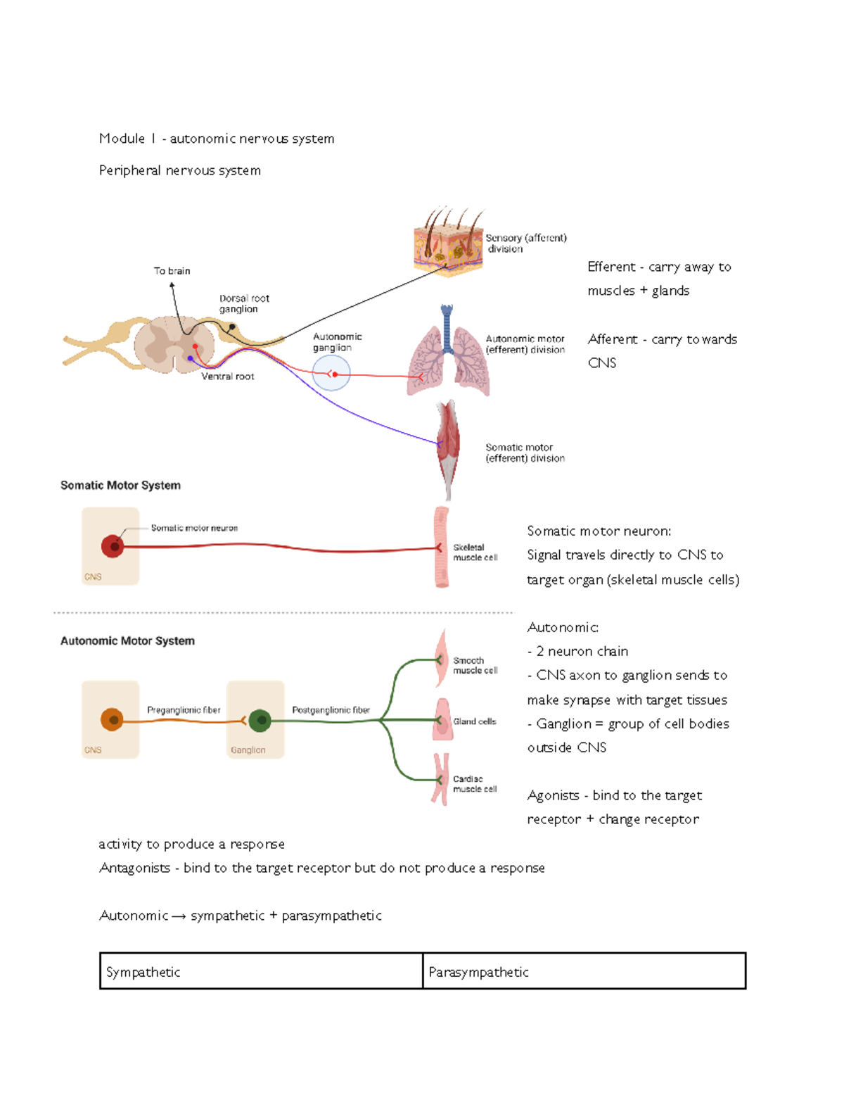 Module 1 - autonomic nervous system - Module 1 - autonomic nervous ...