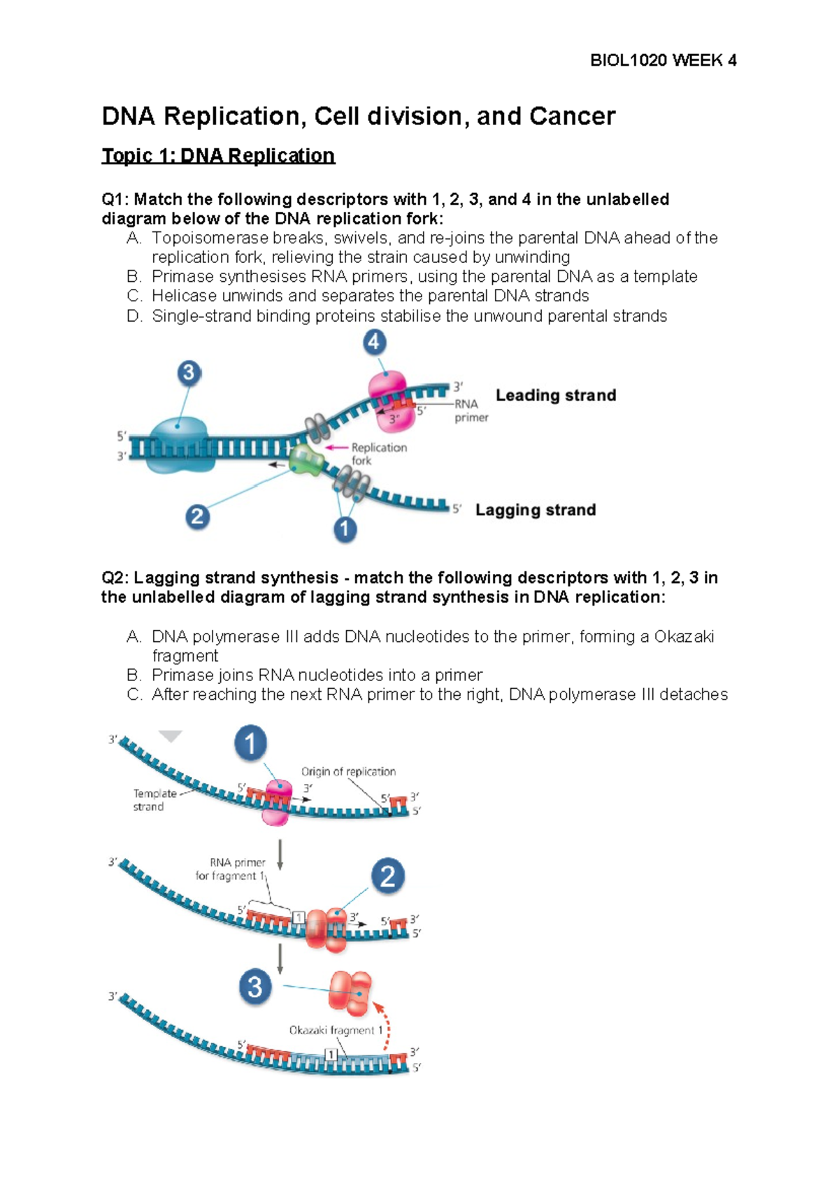 2024-BIOL1020 week4-tutorial - DNA Replication, Cell division, and ...