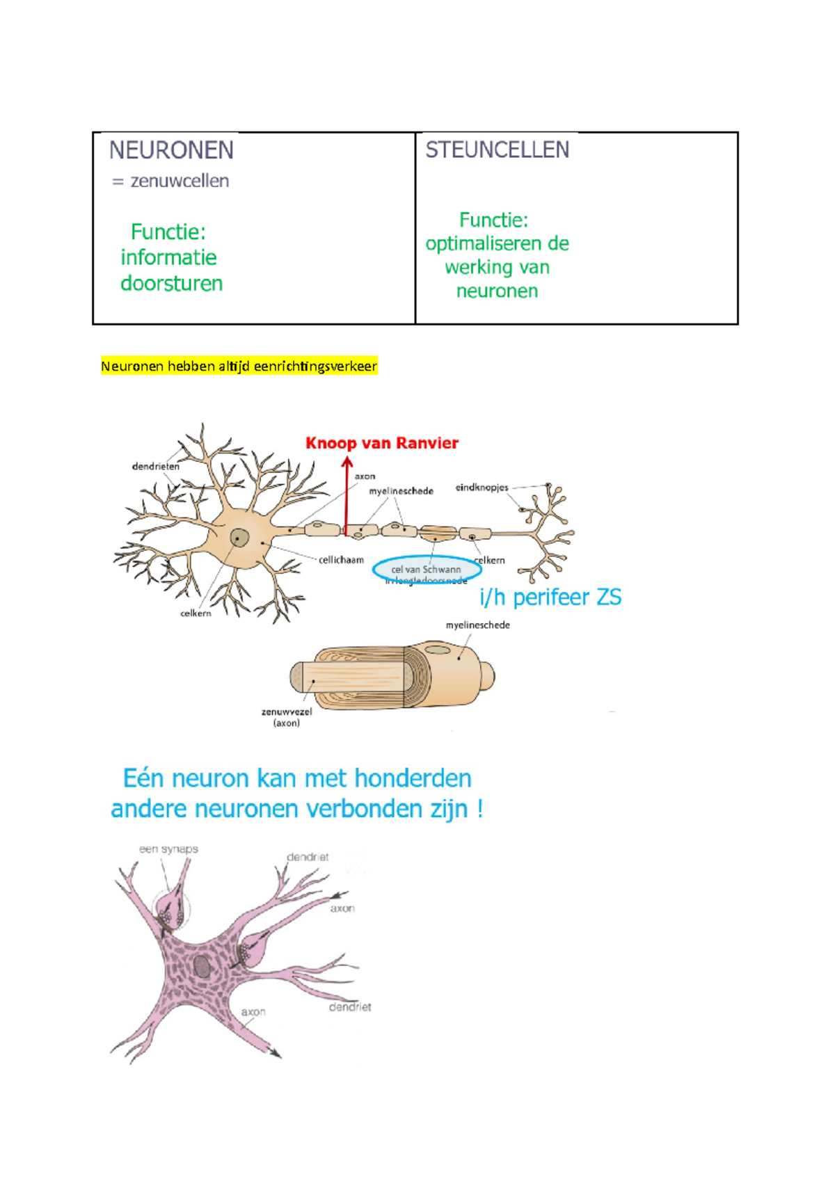 Bio deel 9 - samenvatting neuronen - Biologie - Neuronen hebben altijd ...
