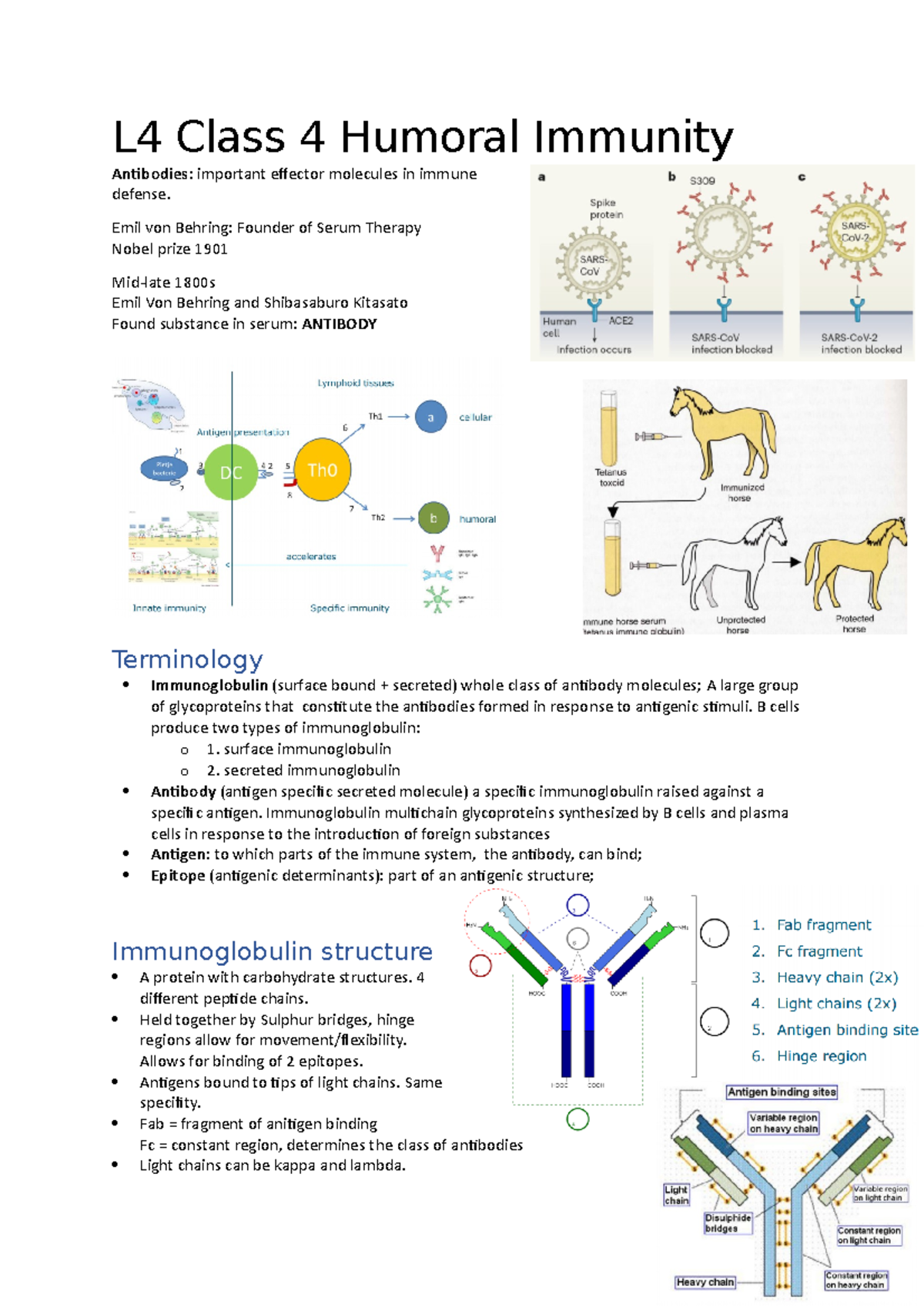 L4 Class 4 Humoral Immunity - L4 Class 4 Humoral Immunity Antibodies: important effector ...