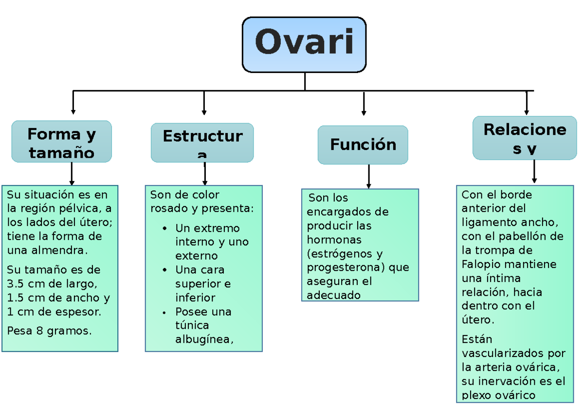 Mapa de Ovarios - Ovari Con el borde anterior del ligamento ancho, con el pabellón de la trompa ...
