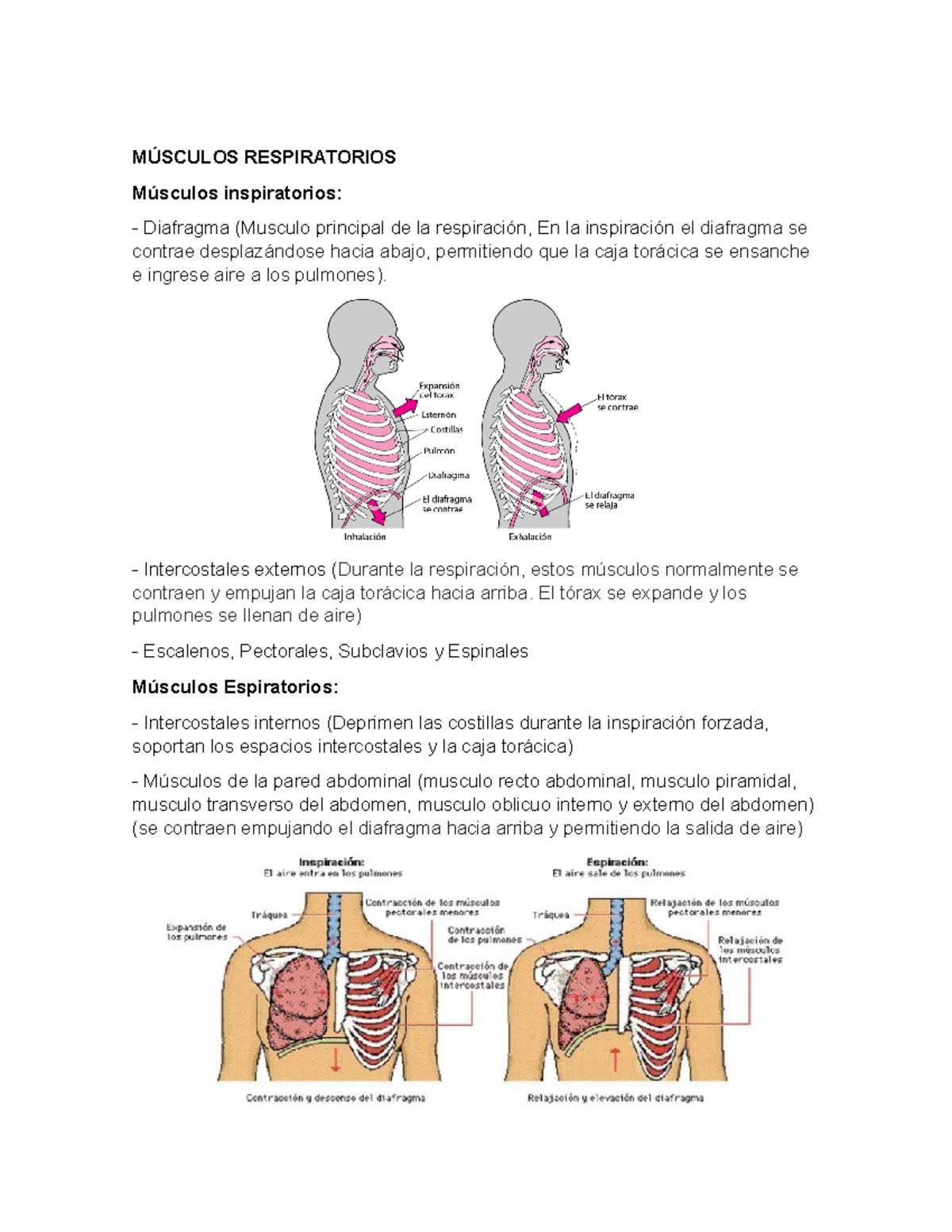 Músculos Respiratorios - MÚSCULOS RESPIRATORIOS Músculos inspiratorios ...