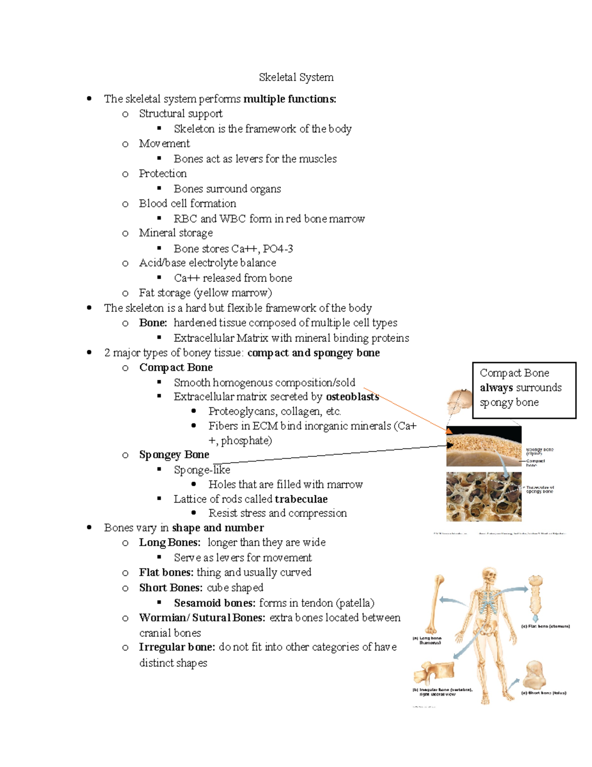 Skeletal system - Lecture notes 6 - Skeletal System The skeletal system ...