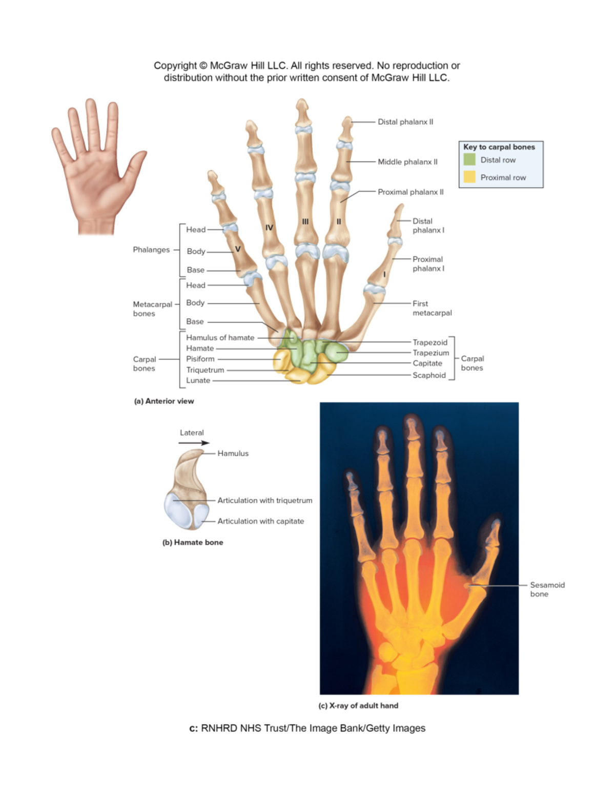 22Bio1Label Hand SAL - homework - BIO 201 - Studocu