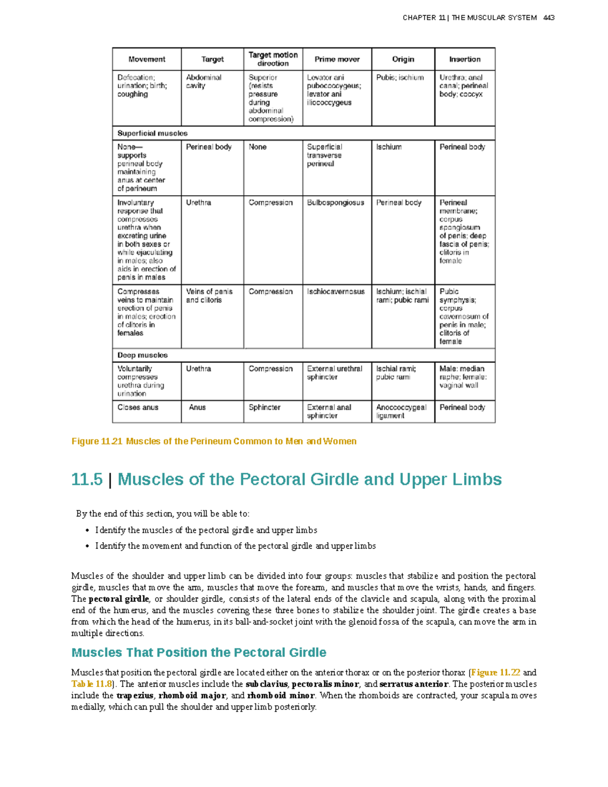 Anatomy-physiology-151 - Figure 11 Muscles of the Perineum Common to ...