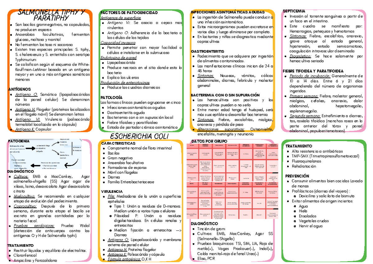 Micro Teoria Digestivo - SALMONELLA TIPHY Y PARATIPHY ESCHERICHIA COLI ...