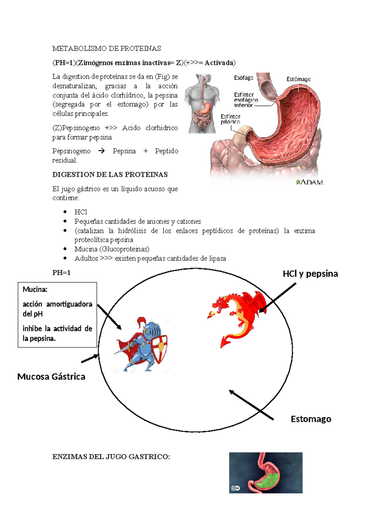 Metabolismo DE Proteinas - METABOLISMO DE PROTEINAS (PH=1)(Zimógenos ...