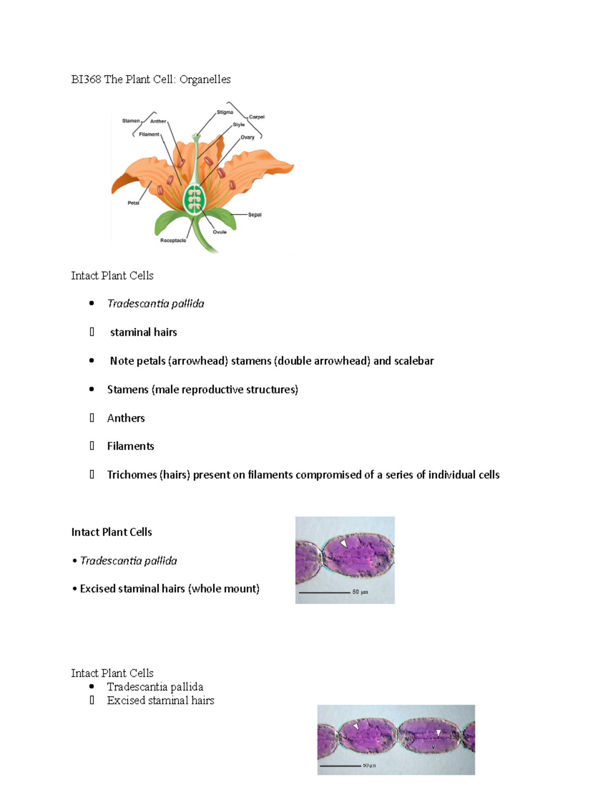 BI368 Plant Organelles - BI368 The Plant Cell: Organelles Intact Plant ...