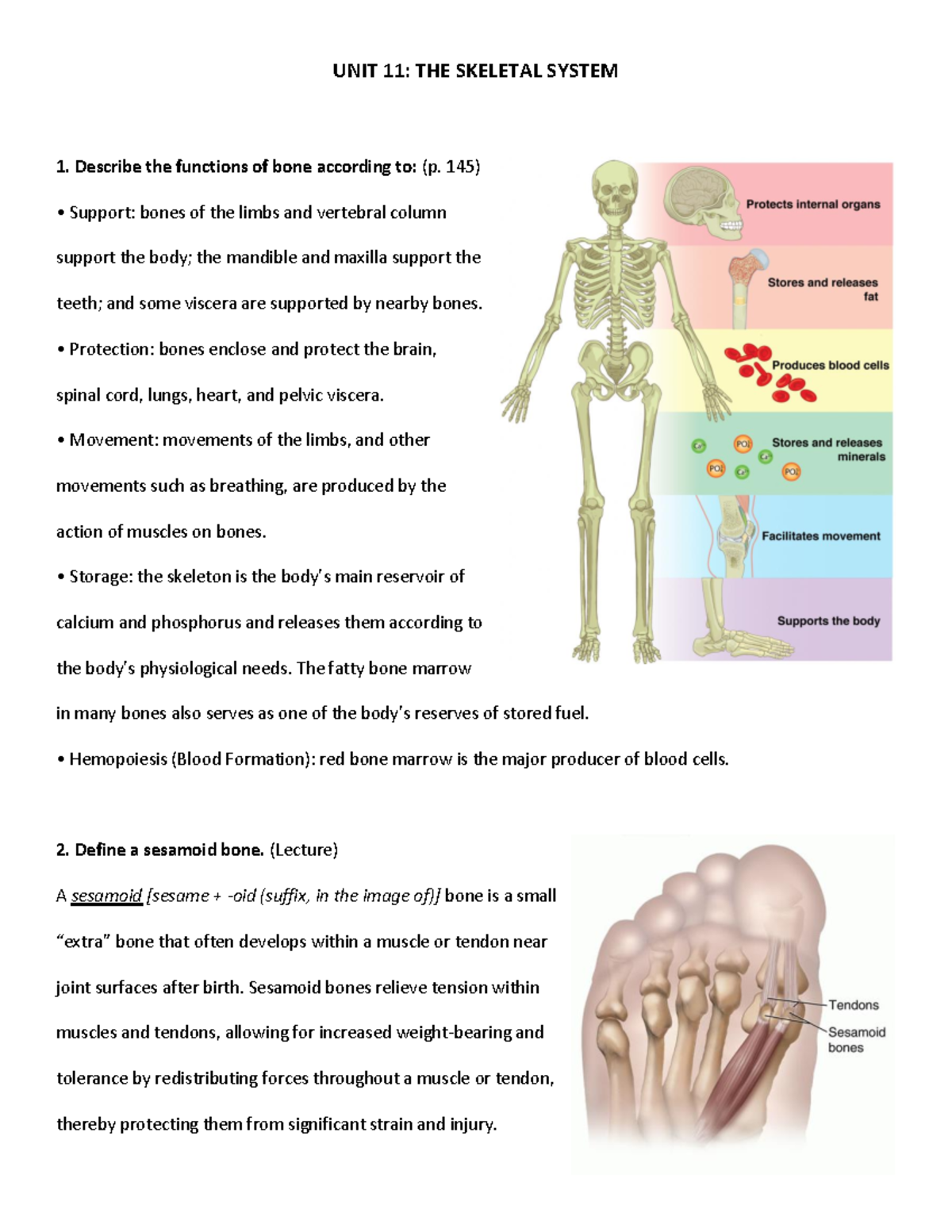 UNIT 11 The Skeletal System - UNIT 11: THE SKELETAL SYSTEM Describe the ...