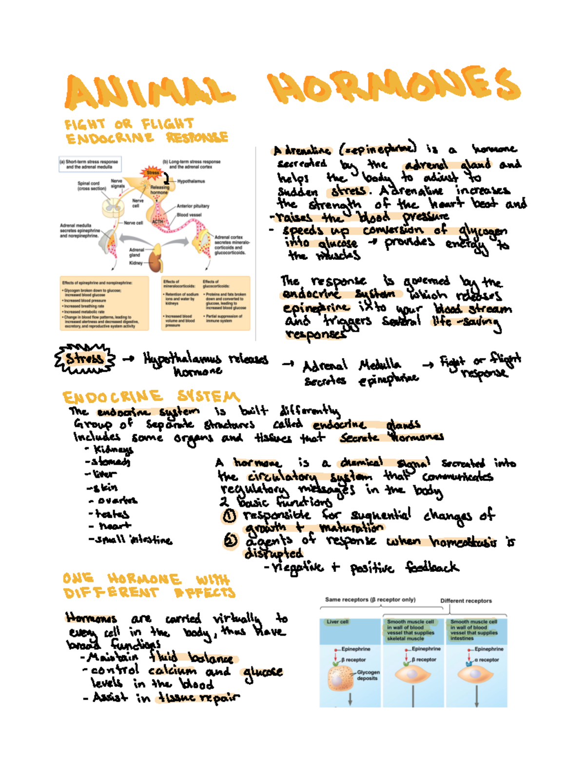 Animal Hormones - Very good lecture notes with detailed examples - DARL ...