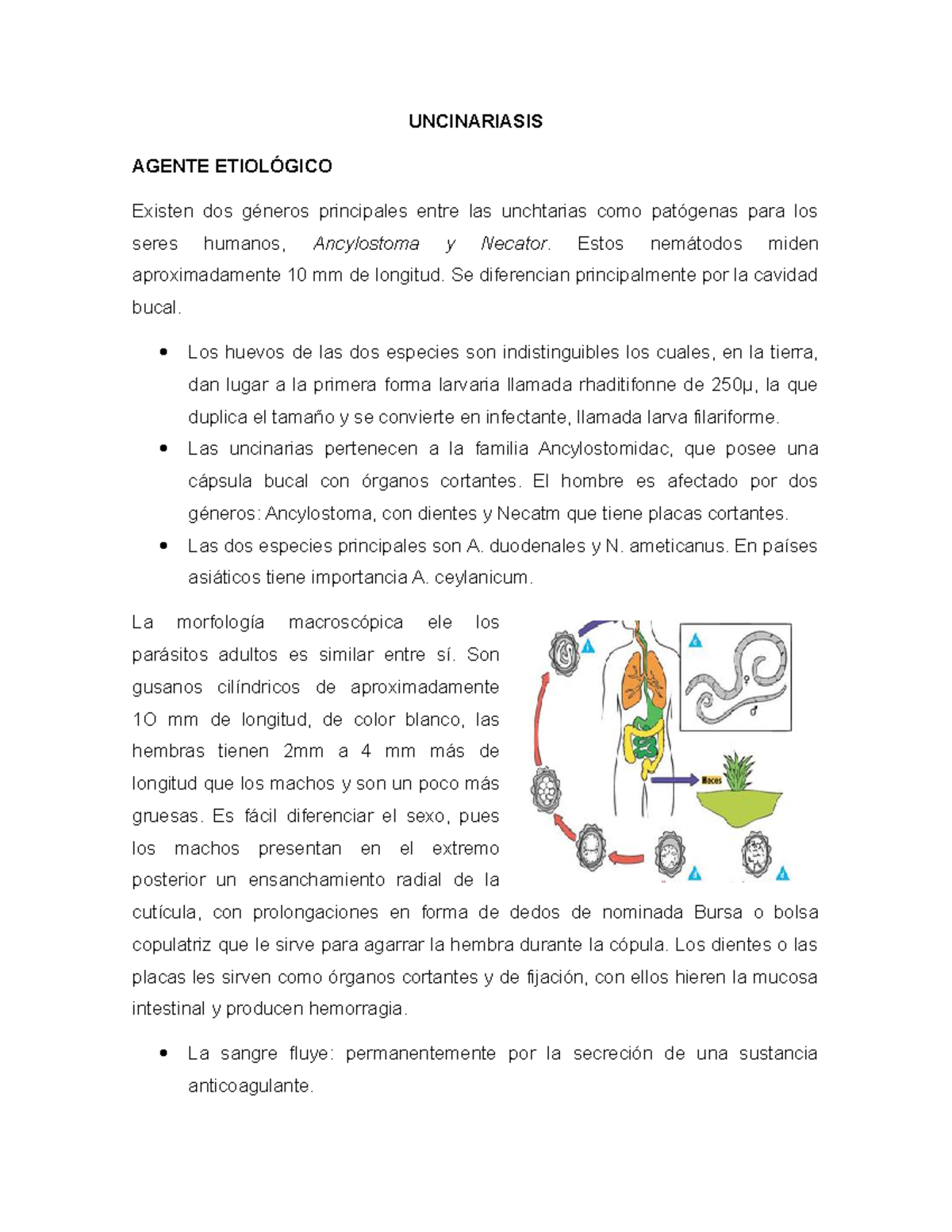 Uncinariasis - Resumen Parasitosis humanas - UNCINARIASIS AGENTE ...