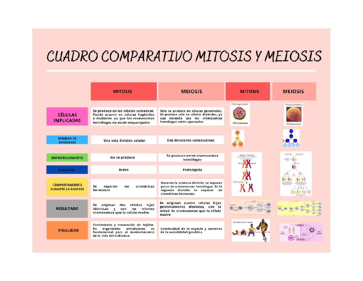 Mitosis y meiosis - Biología celular - UMG - Studocu