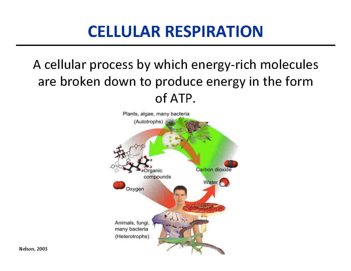 BIO - Lecture notes 7 - CELLULAR RESPIRATION A cellular process by ...