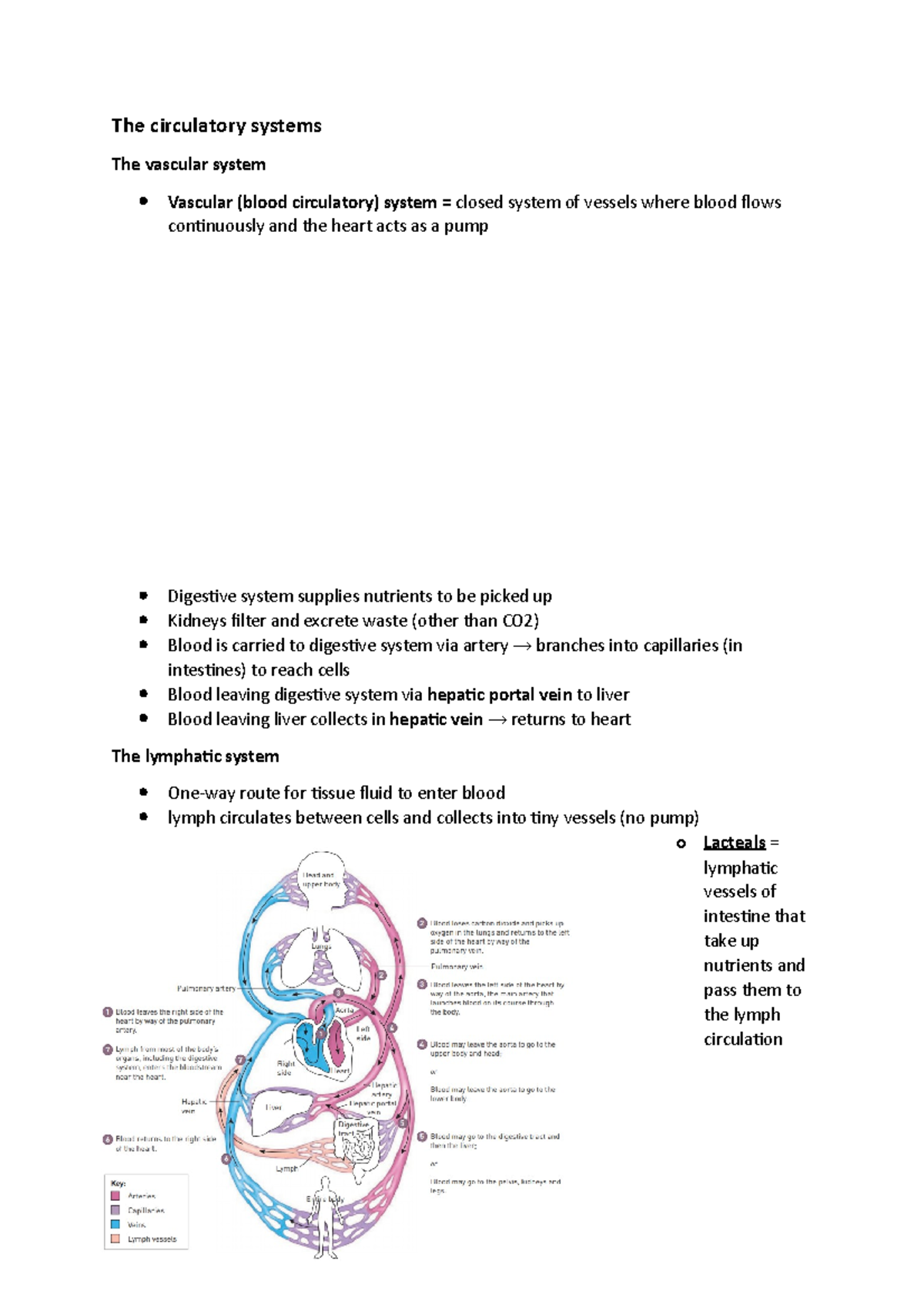 Chapter 3 reading additional information - The circulatory systems The ...