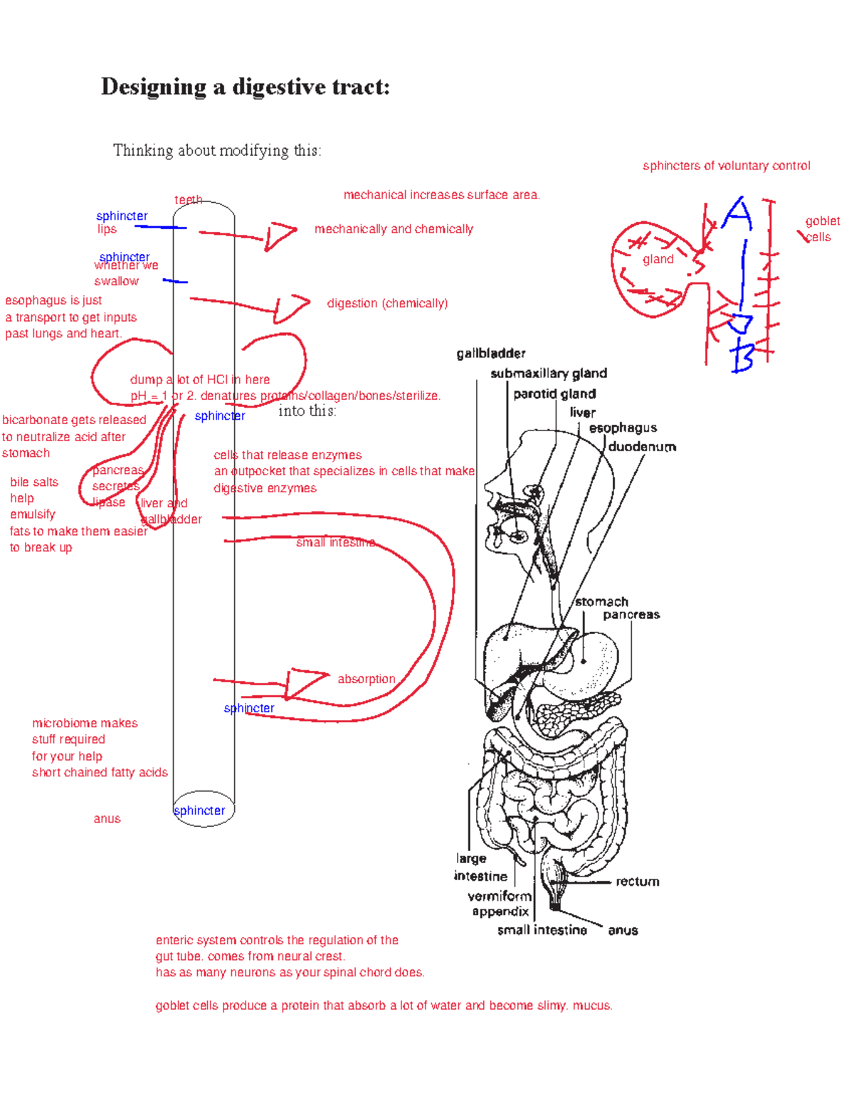 25 digestive design - Lecture notes 25 - BIOL 2420 - Designing a ...