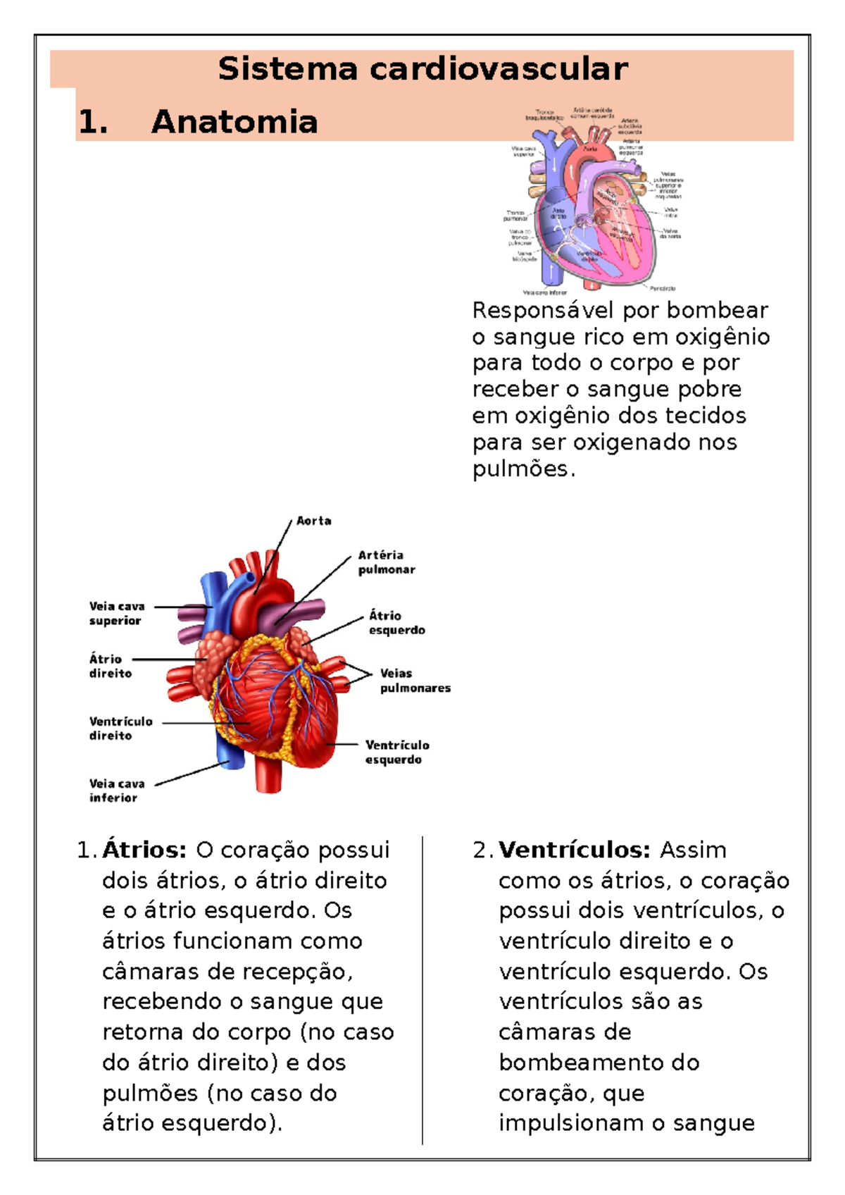 Sistema cardiovascular - Anatomia 1. Átrios: O coração possui dois ...